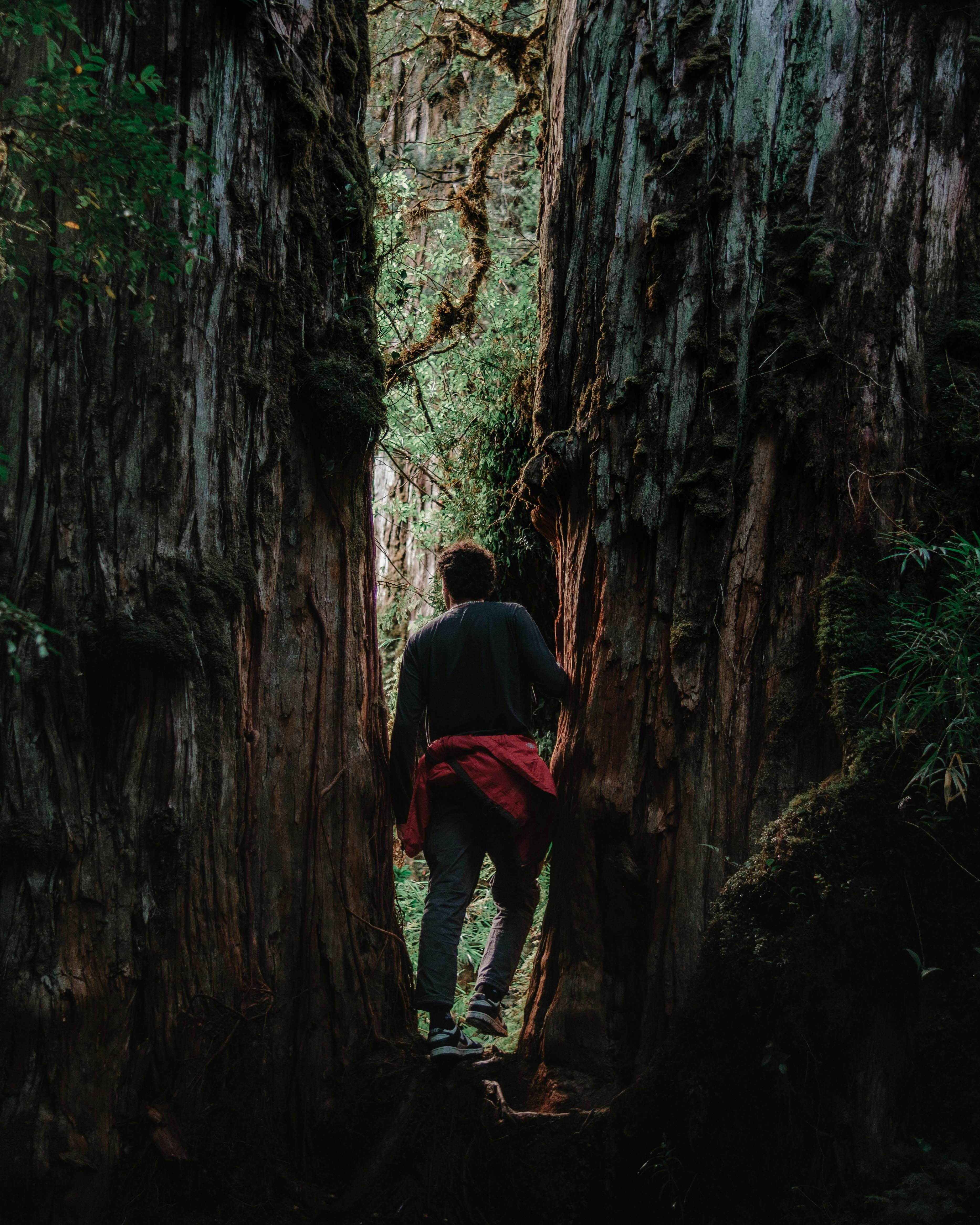 Redwood Hyperion Tree Photos, Download The BEST Free Redwood Hyperion ...