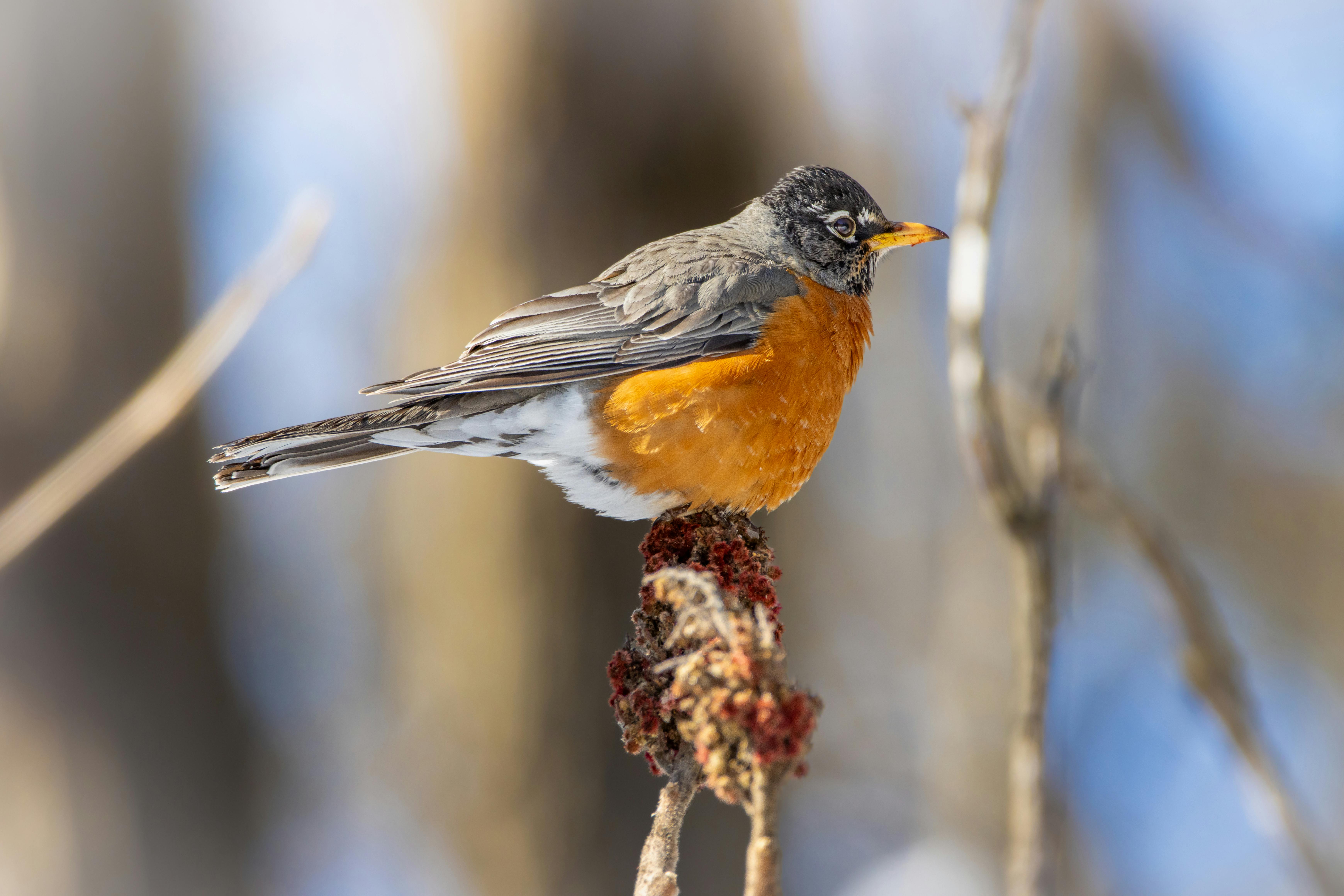 Merle d'Amérique · Free Stock Photo