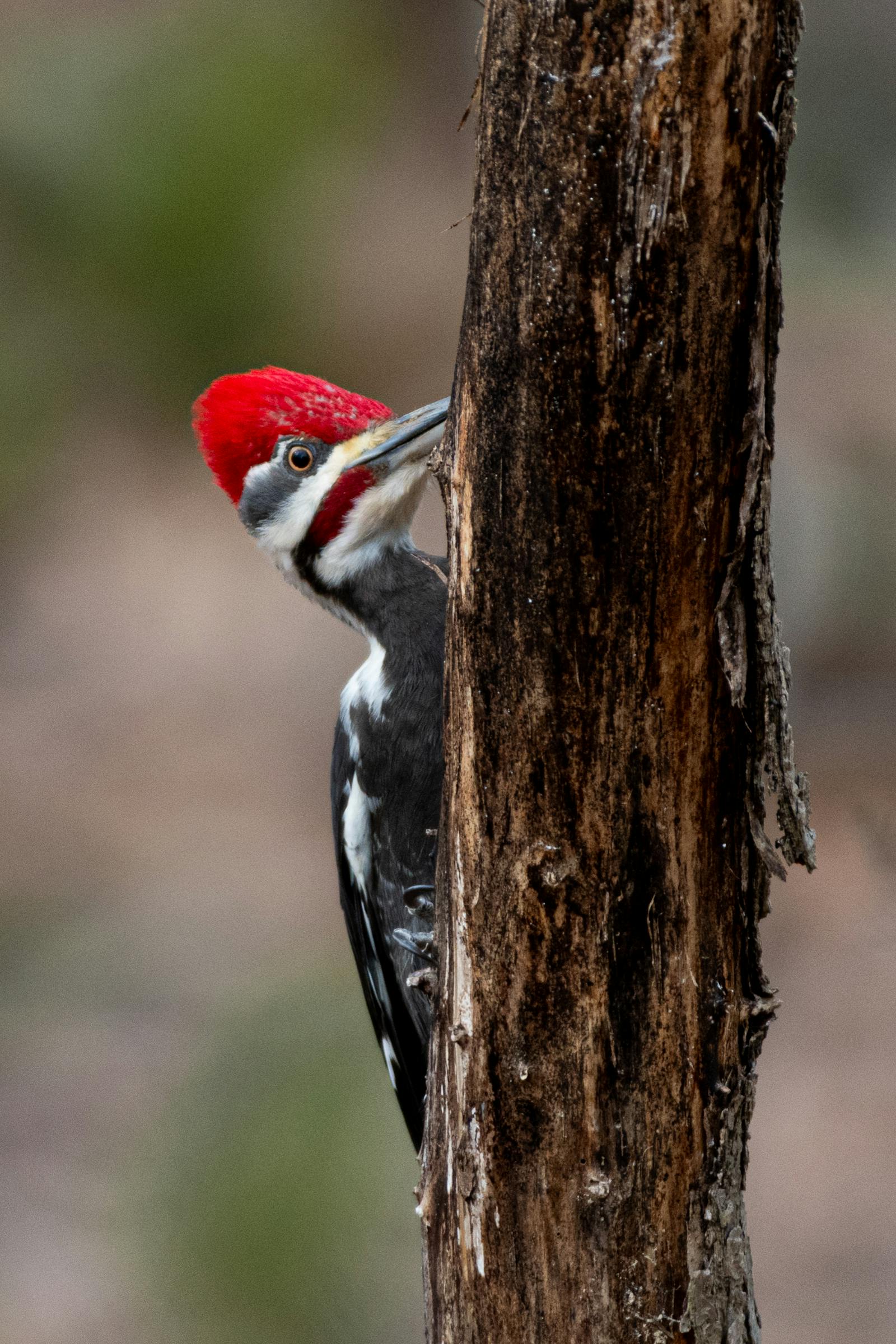 Pileated Woodpecker Photos, Download The BEST Free Pileated Woodpecker ...