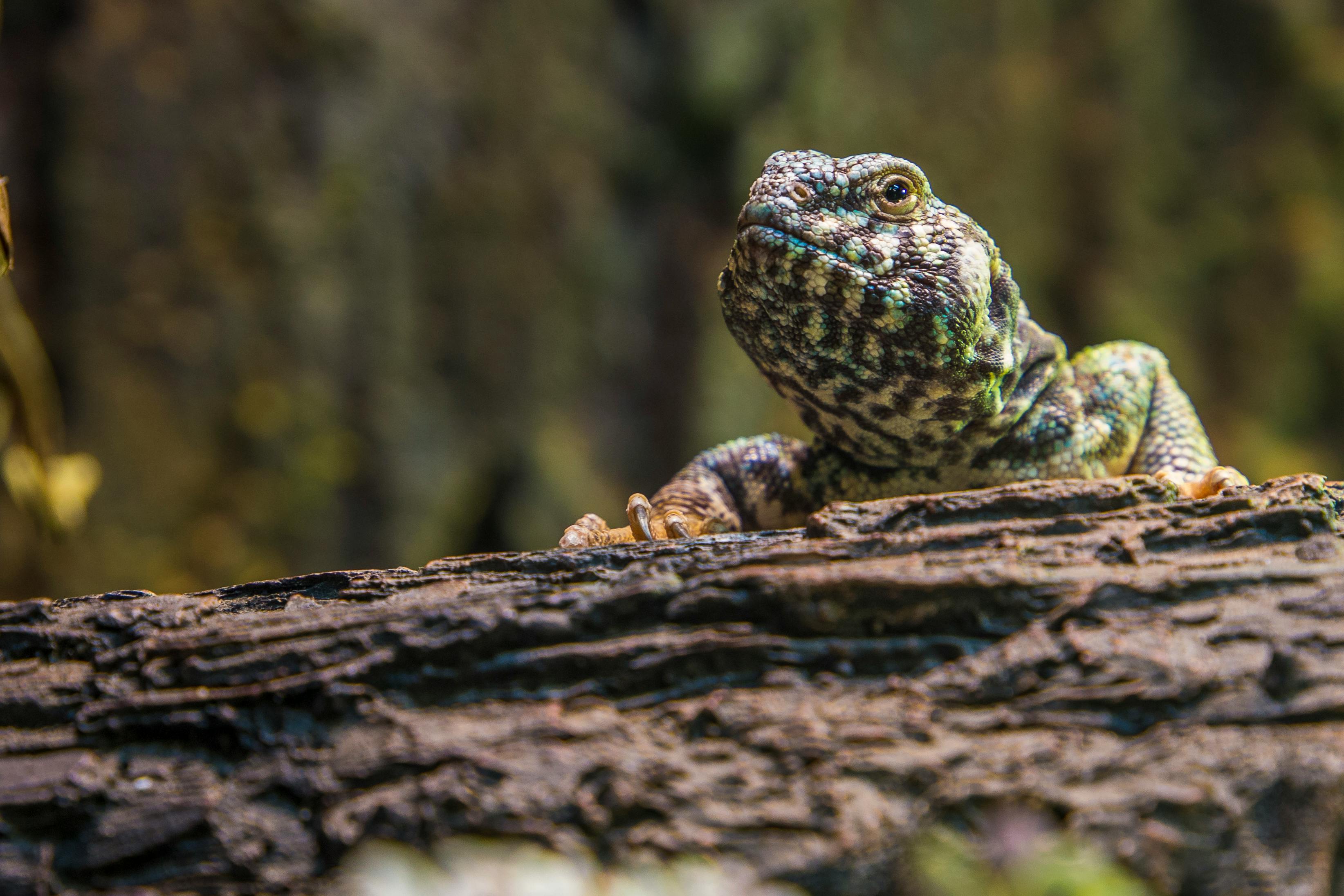 Green and Black Lizard on Top of Rock Close-up Photography · Free Stock ...