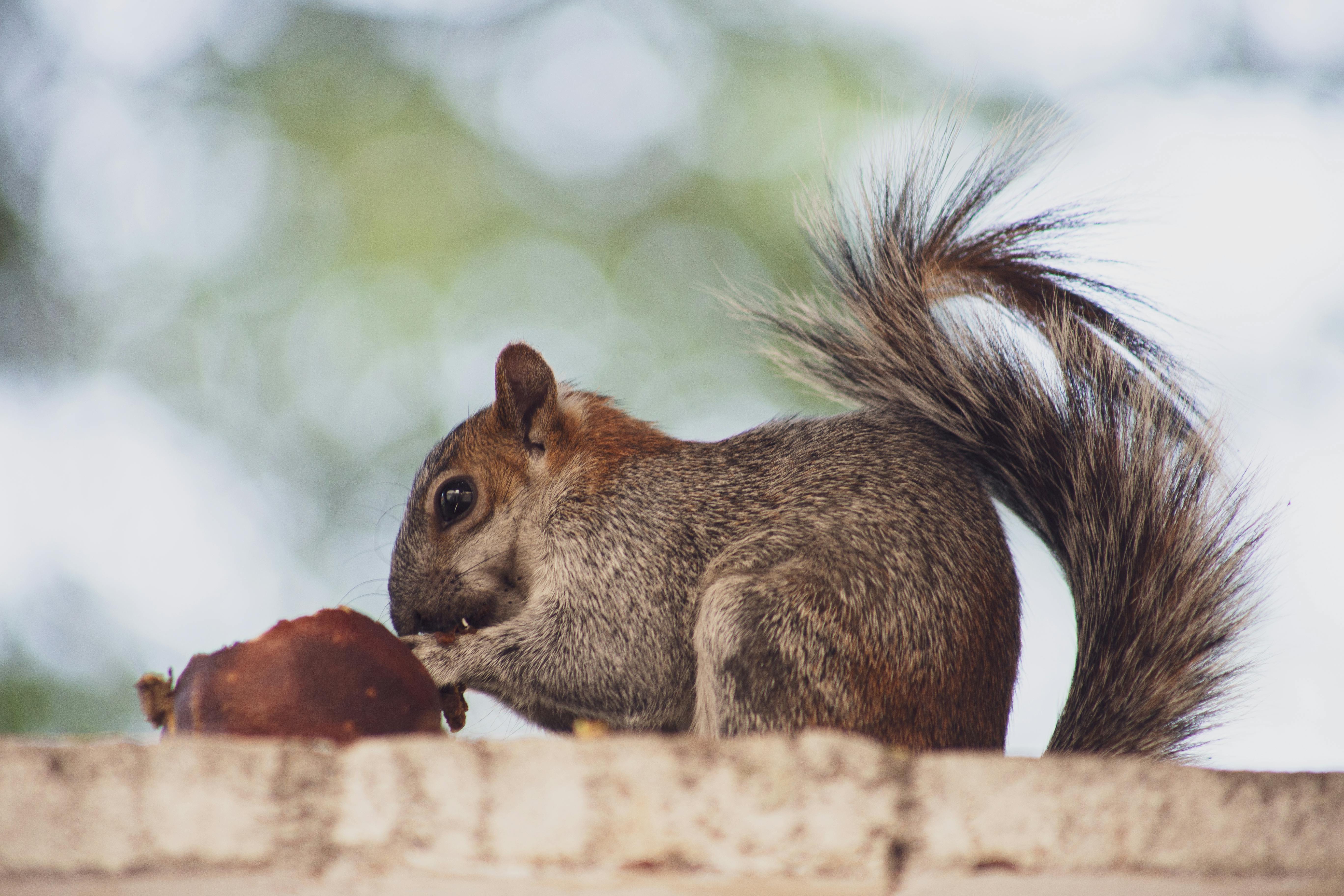 Close-up of a Squirrel Eating Food · Free Stock Photo