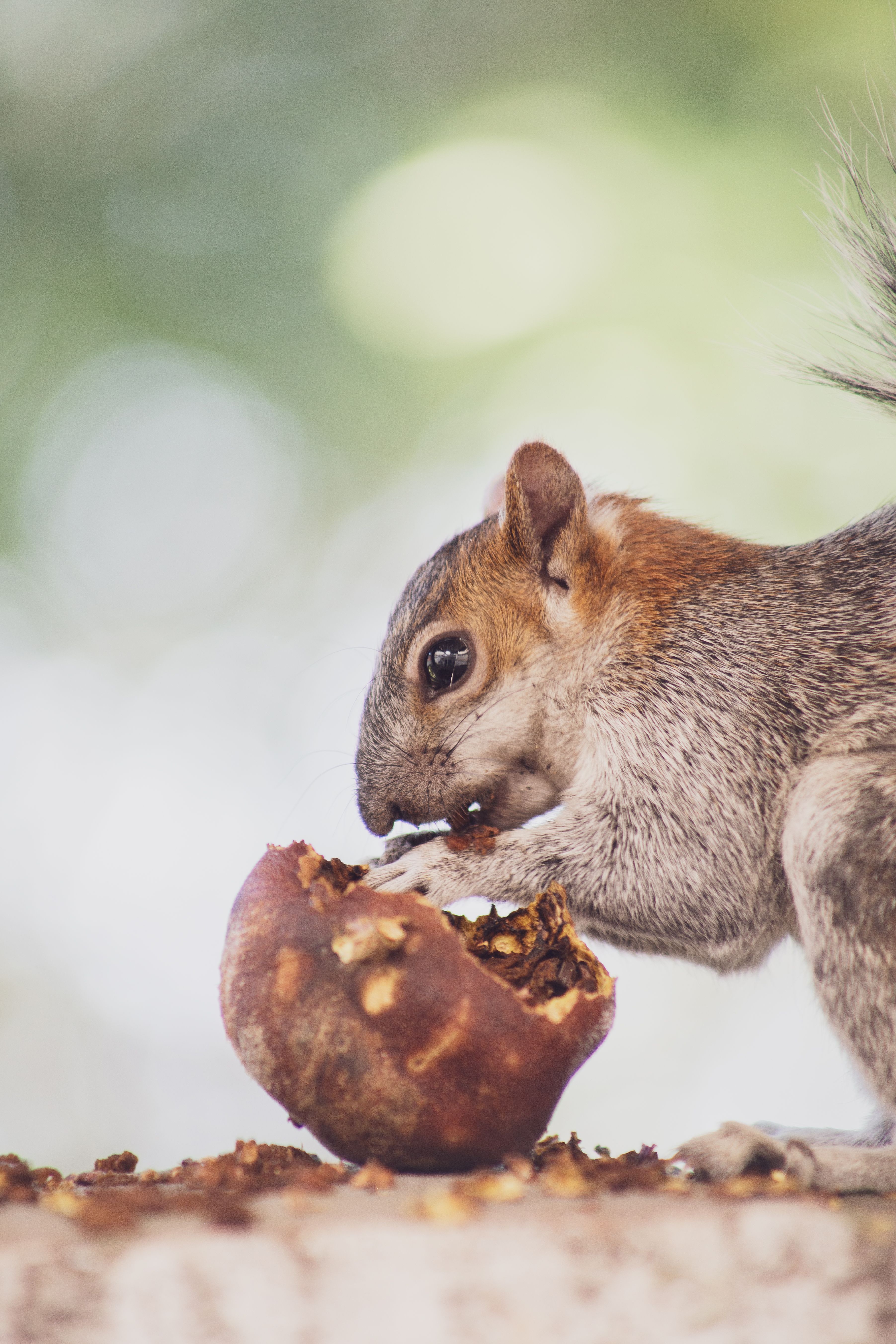 Close-up of a Squirrel Eating Food · Free Stock Photo