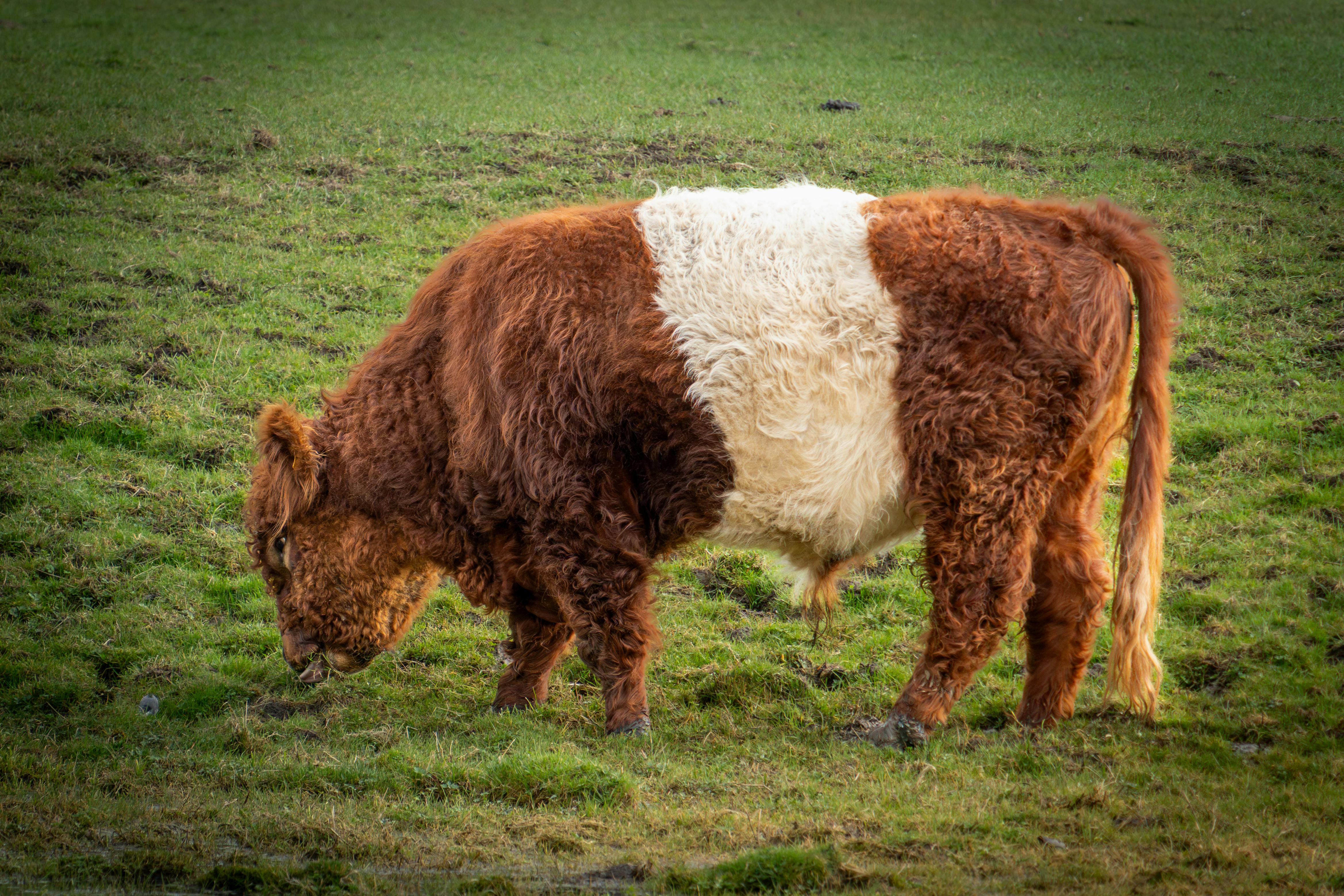 Bull Haus Photos, Download The BEST Free Bull Haus Stock Photos & HD Images