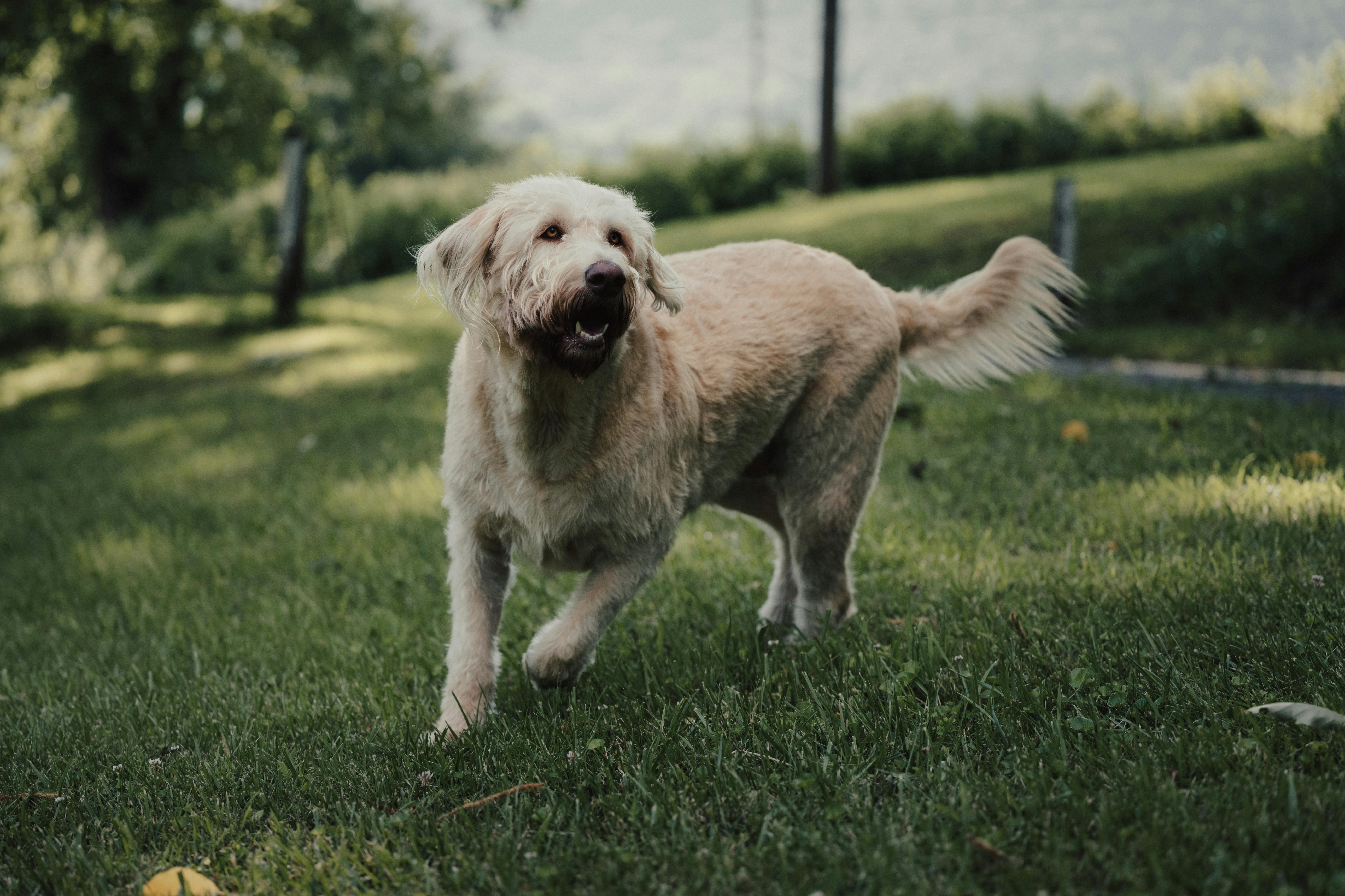 White Dog Running Around the Garden · Free Stock Photo