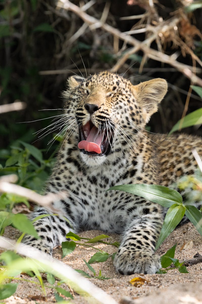 Leopard Roaring Photos, Download The BEST Free Leopard Roaring Stock ...