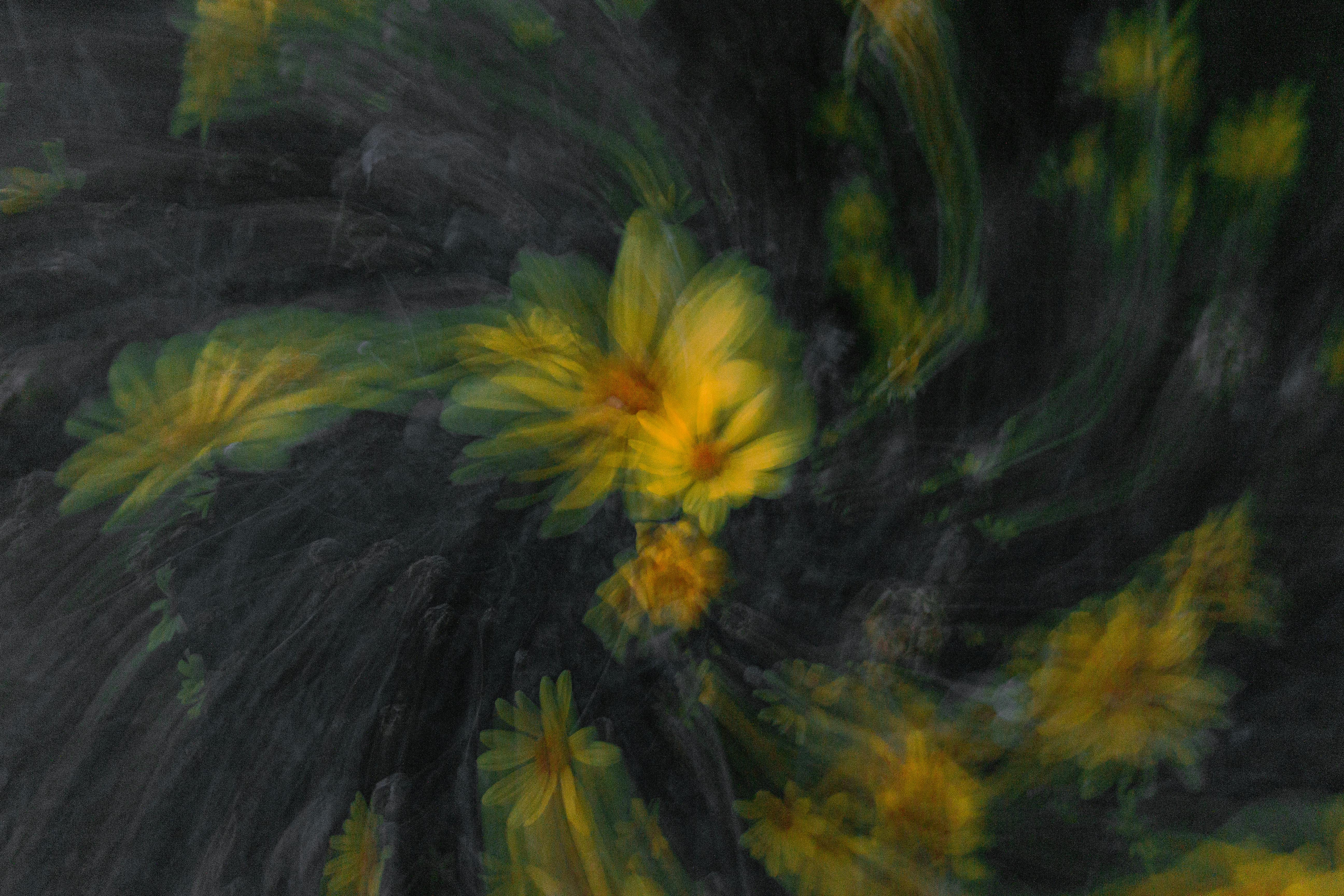 Abstract yellow flowers · Free Stock Photo