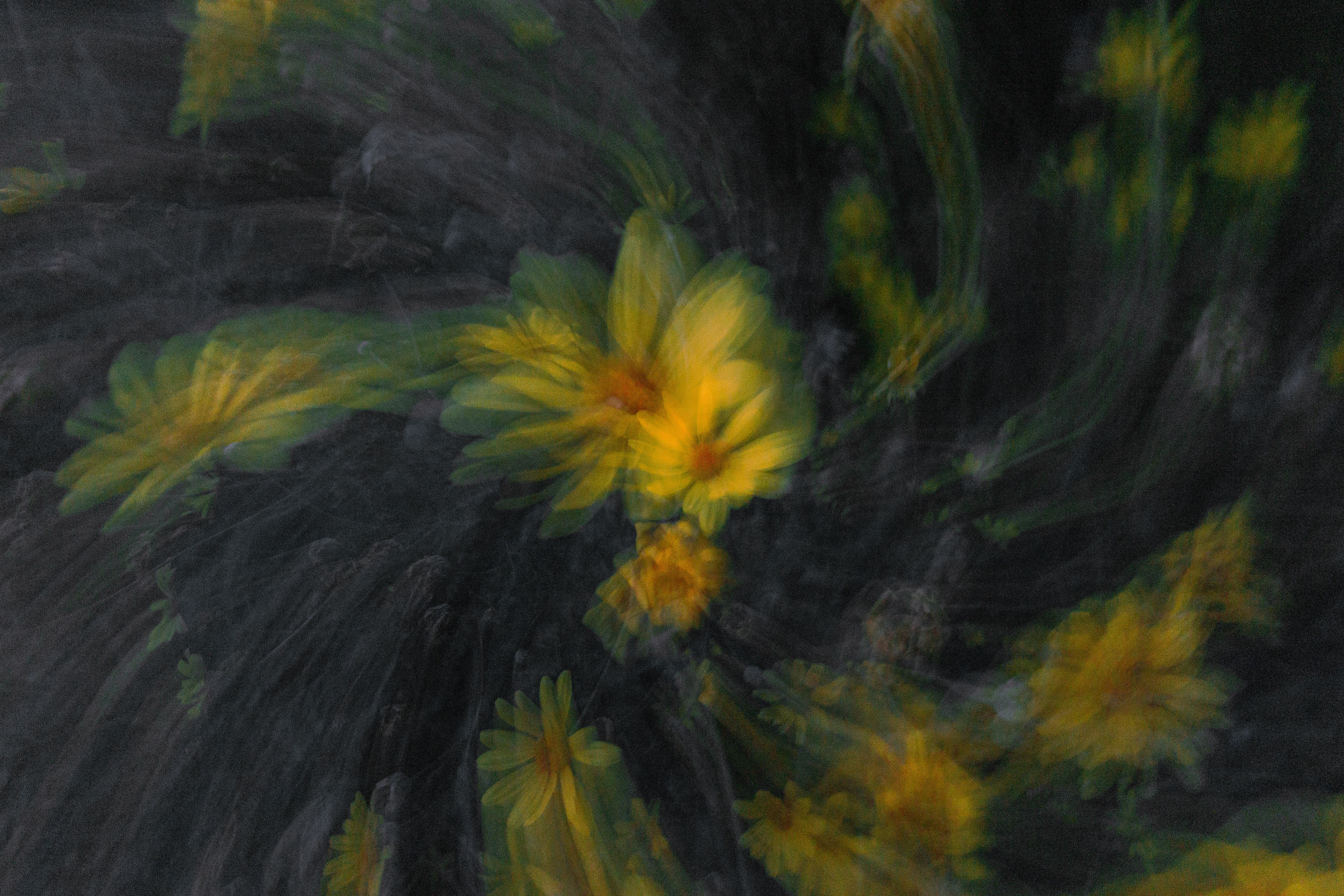 Blurred Painting of Flowers · Free Stock Photo
