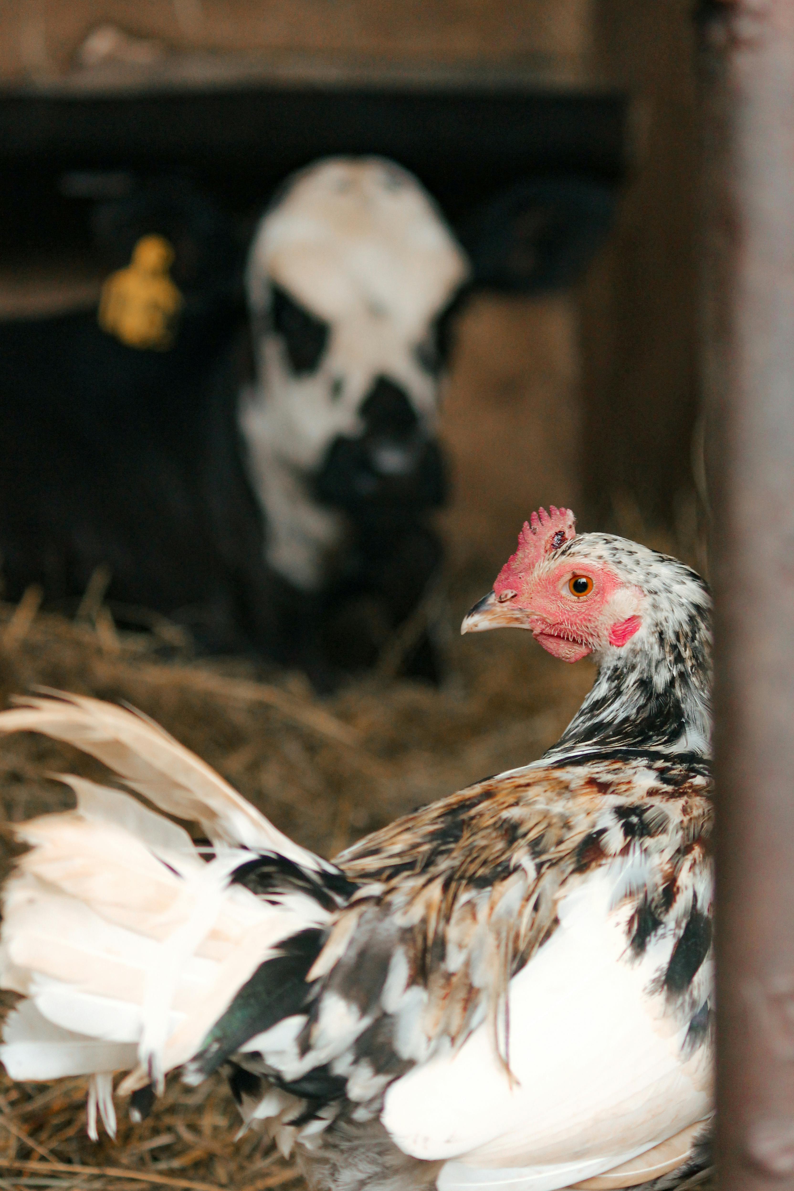Hen and Cow behind · Free Stock Photo