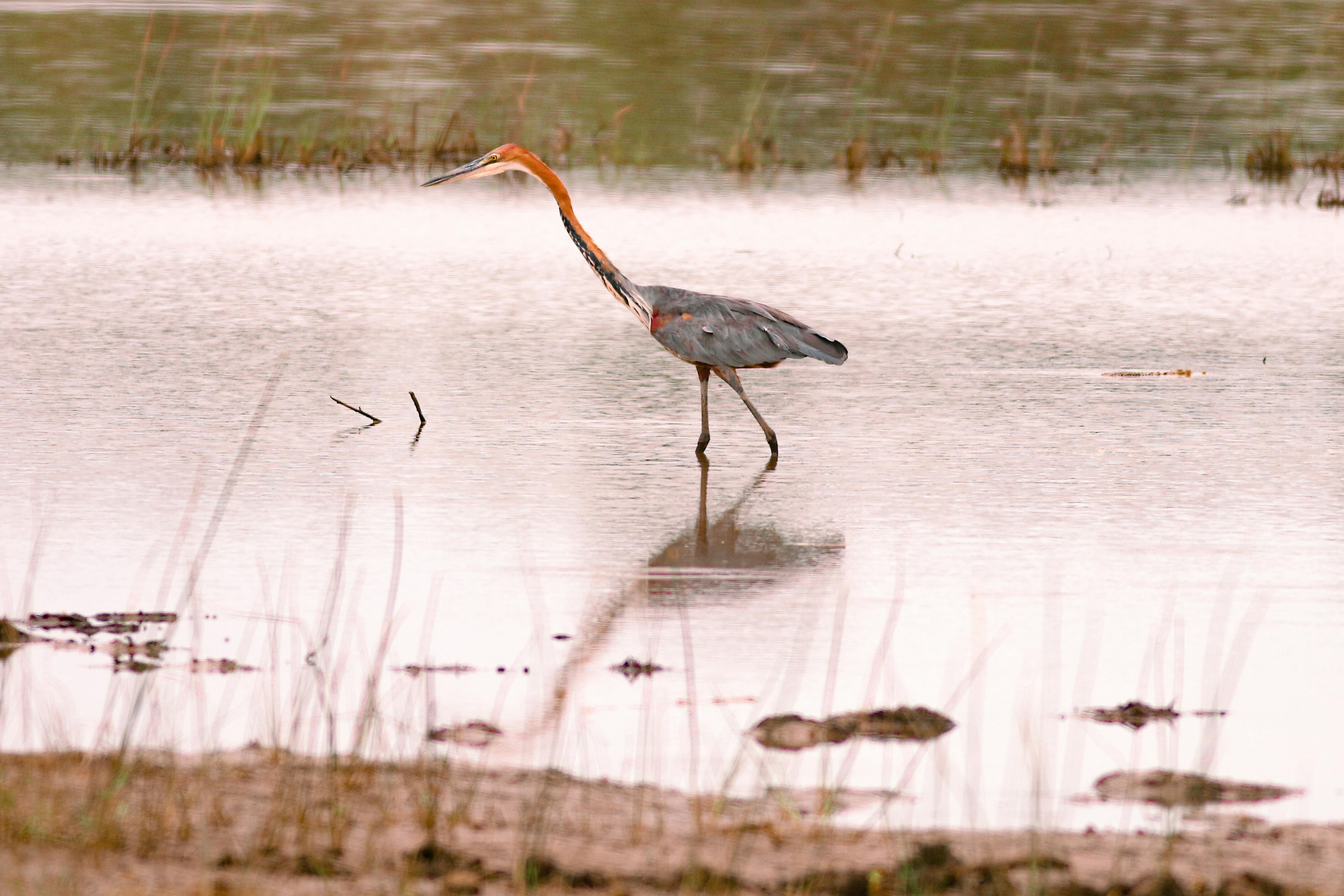 Photo of a Goliath Heron Wading in a Shallow Body of Water · Free Stock ...
