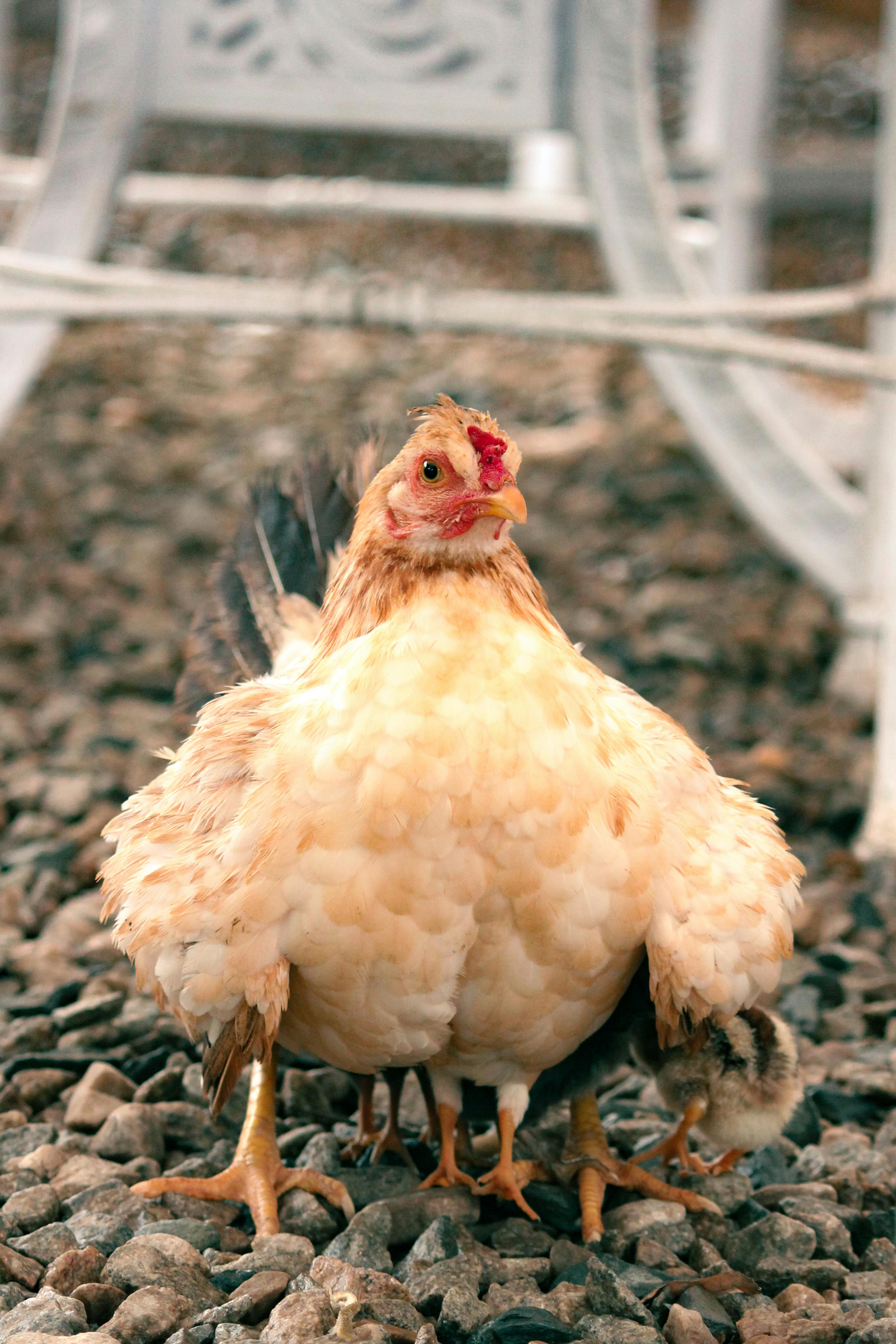 Selective Focus Photography of White Hen · Free Stock Photo