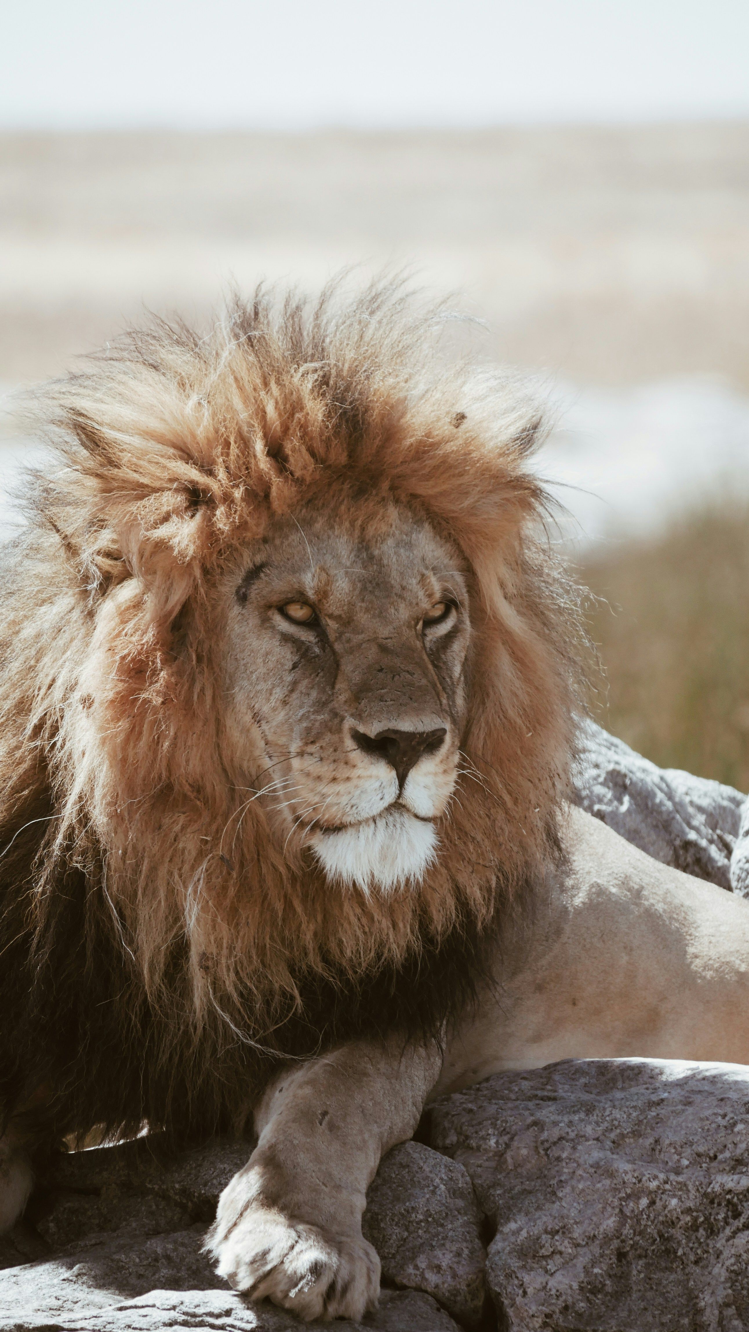 4k Wild Animals Wallpaper Photos, Download The BEST Free 4k Wild ...