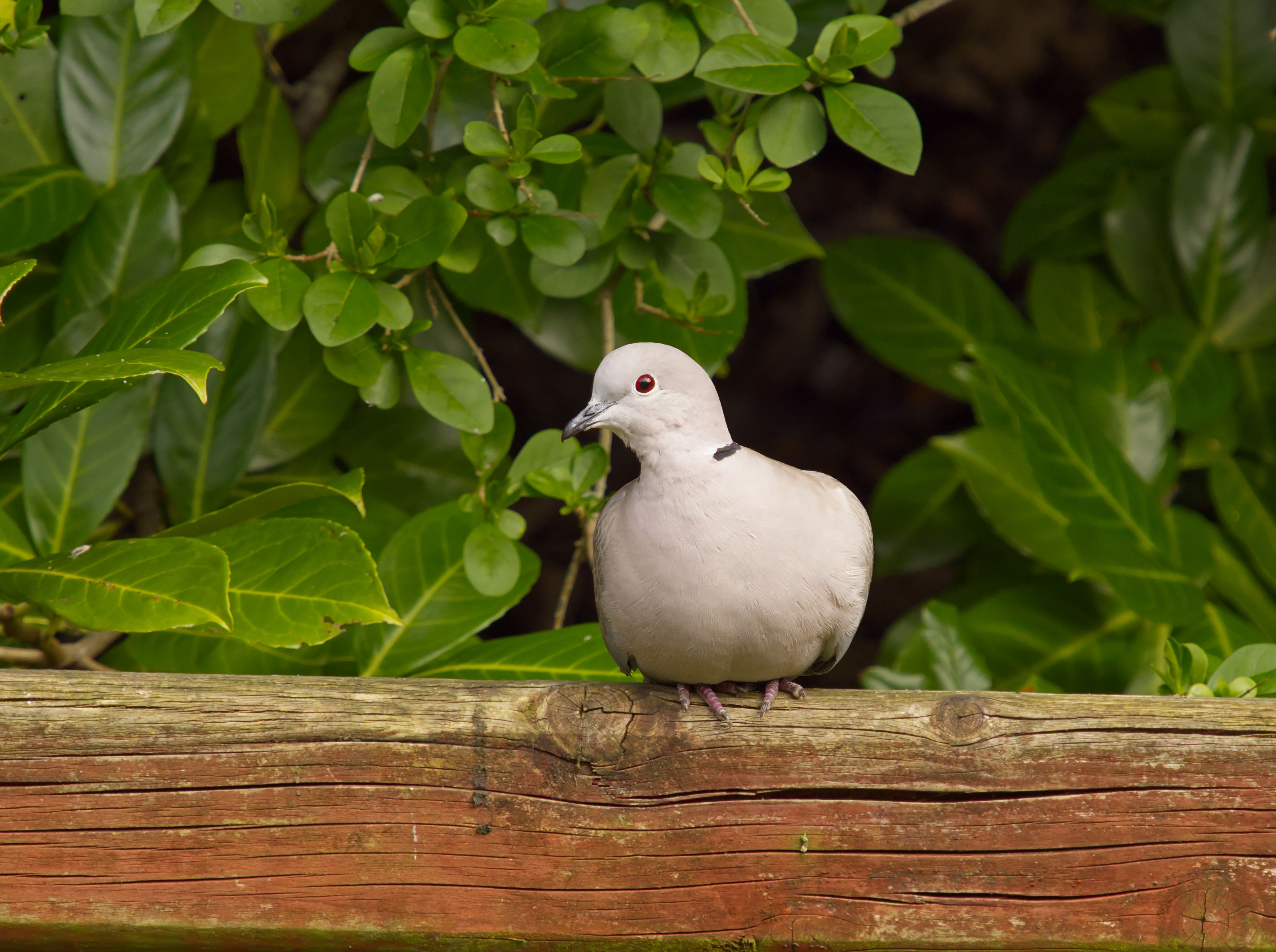 Close-up of an Eurasian Collared Dove Perching on a Wooden Surface ...