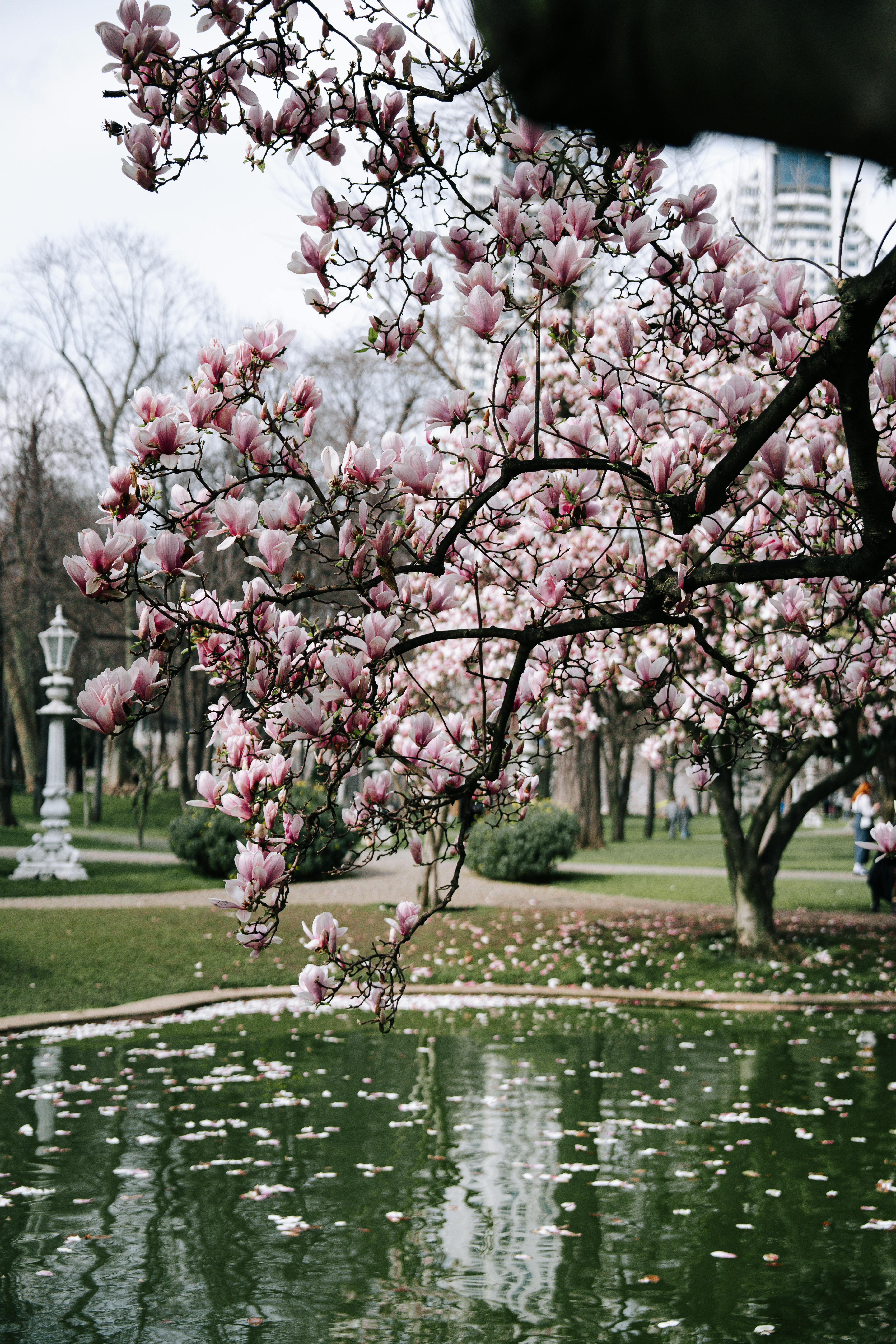 Magnolia Tree by Pond in Park · Free Stock Photo