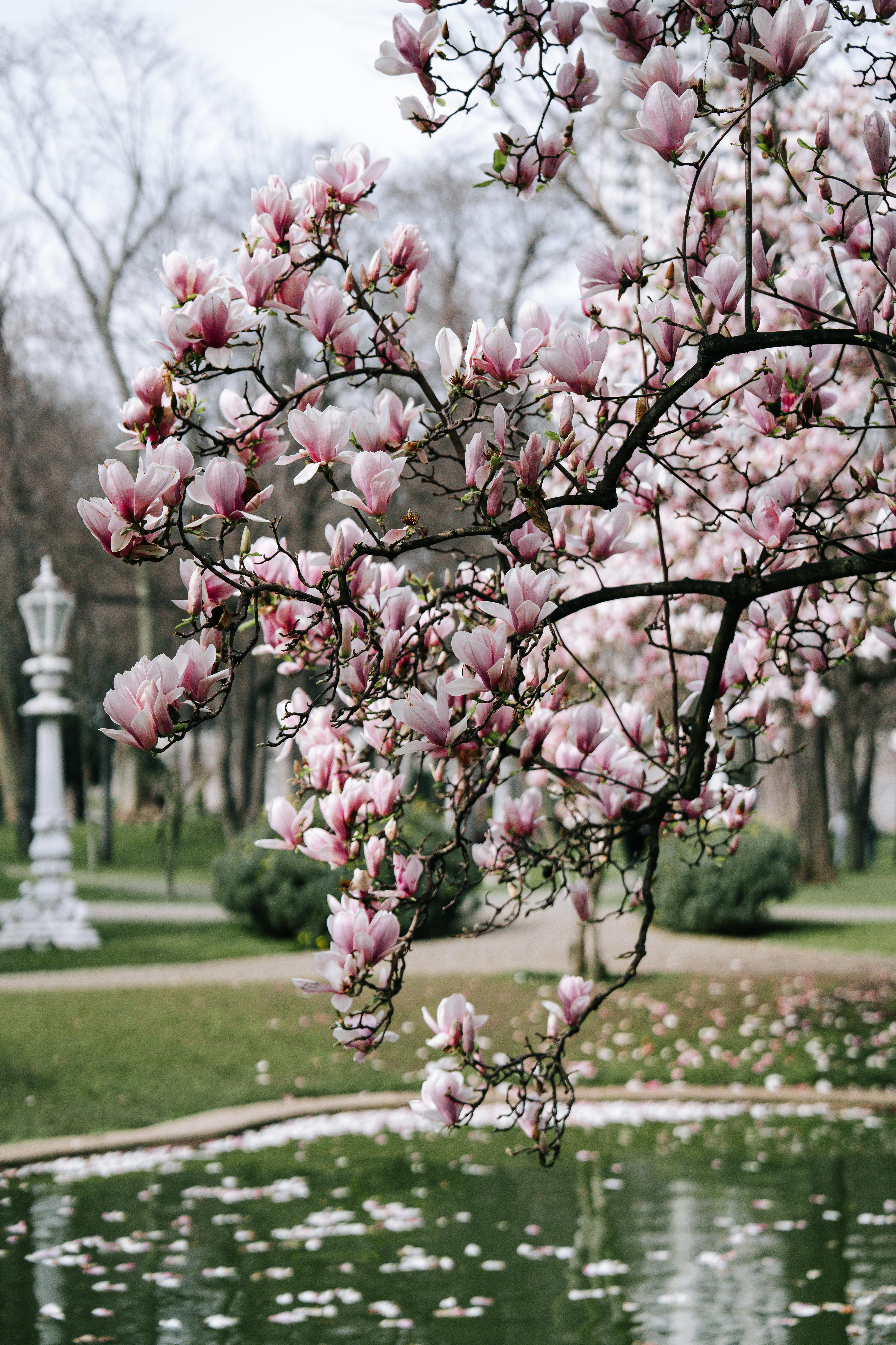 Free stock photo of apă, arbore, arbust, arc, armonios, botanic, cald ...