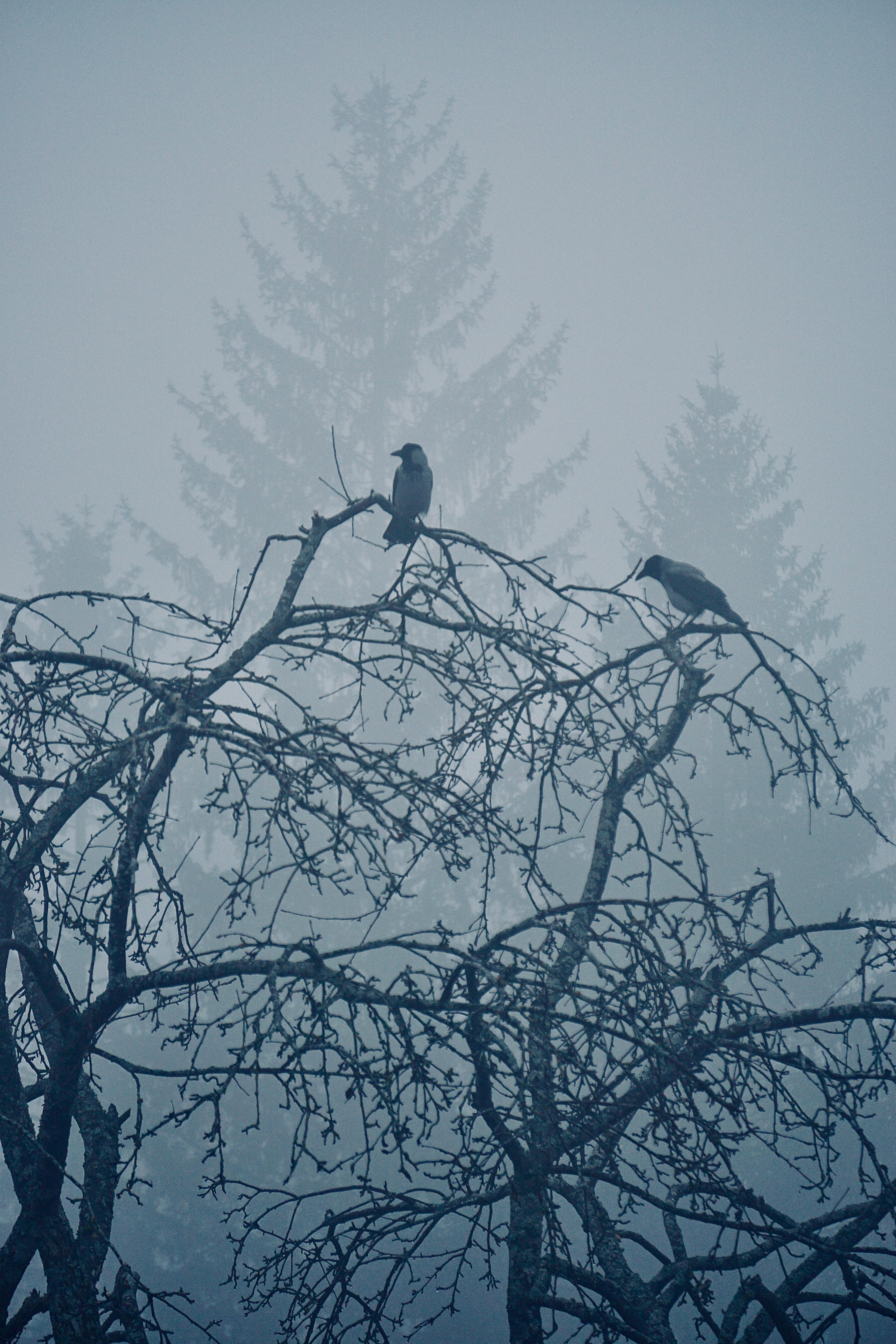 Pine Trees in the Forest · Free Stock Photo