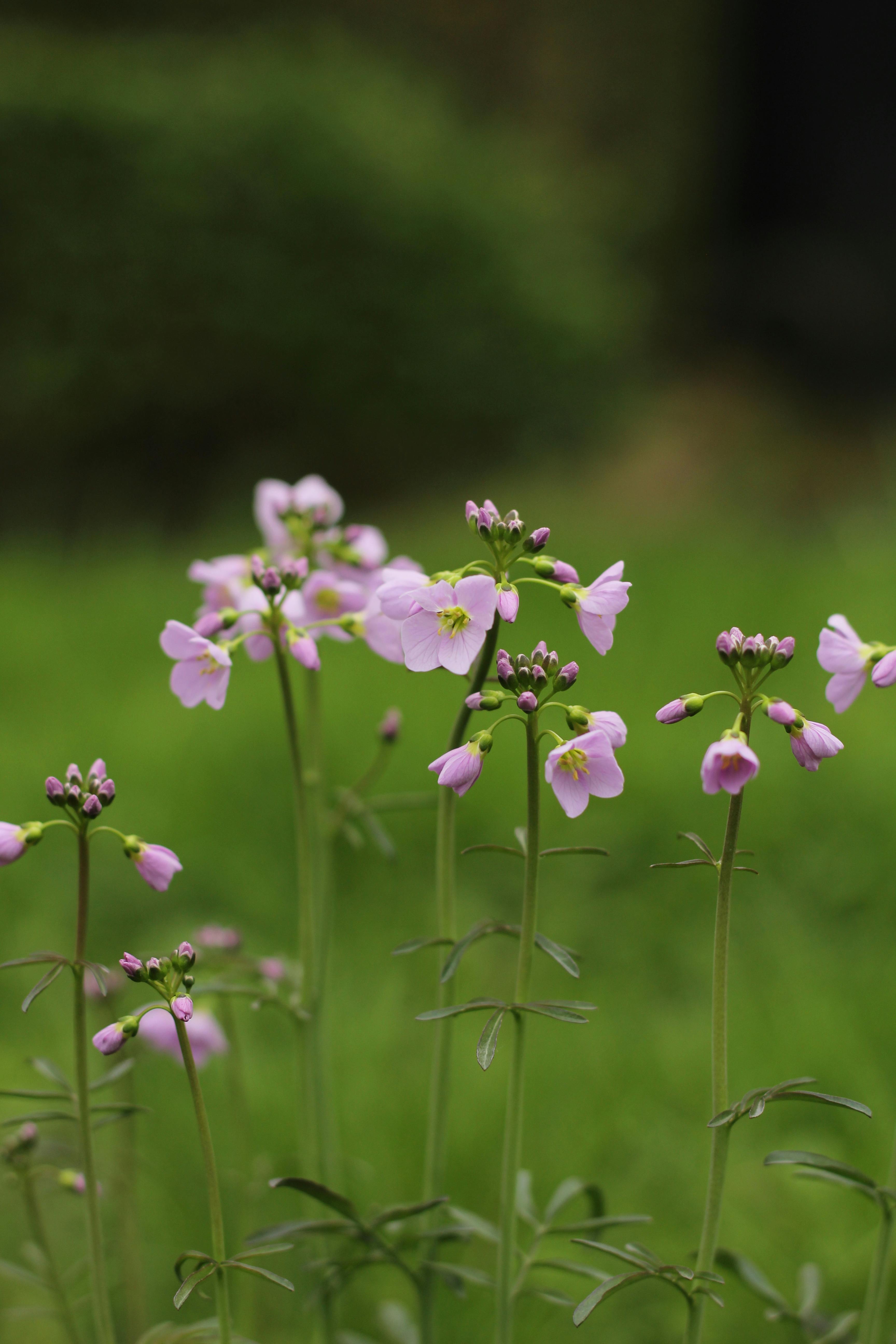 Blumen · Free Stock Photo