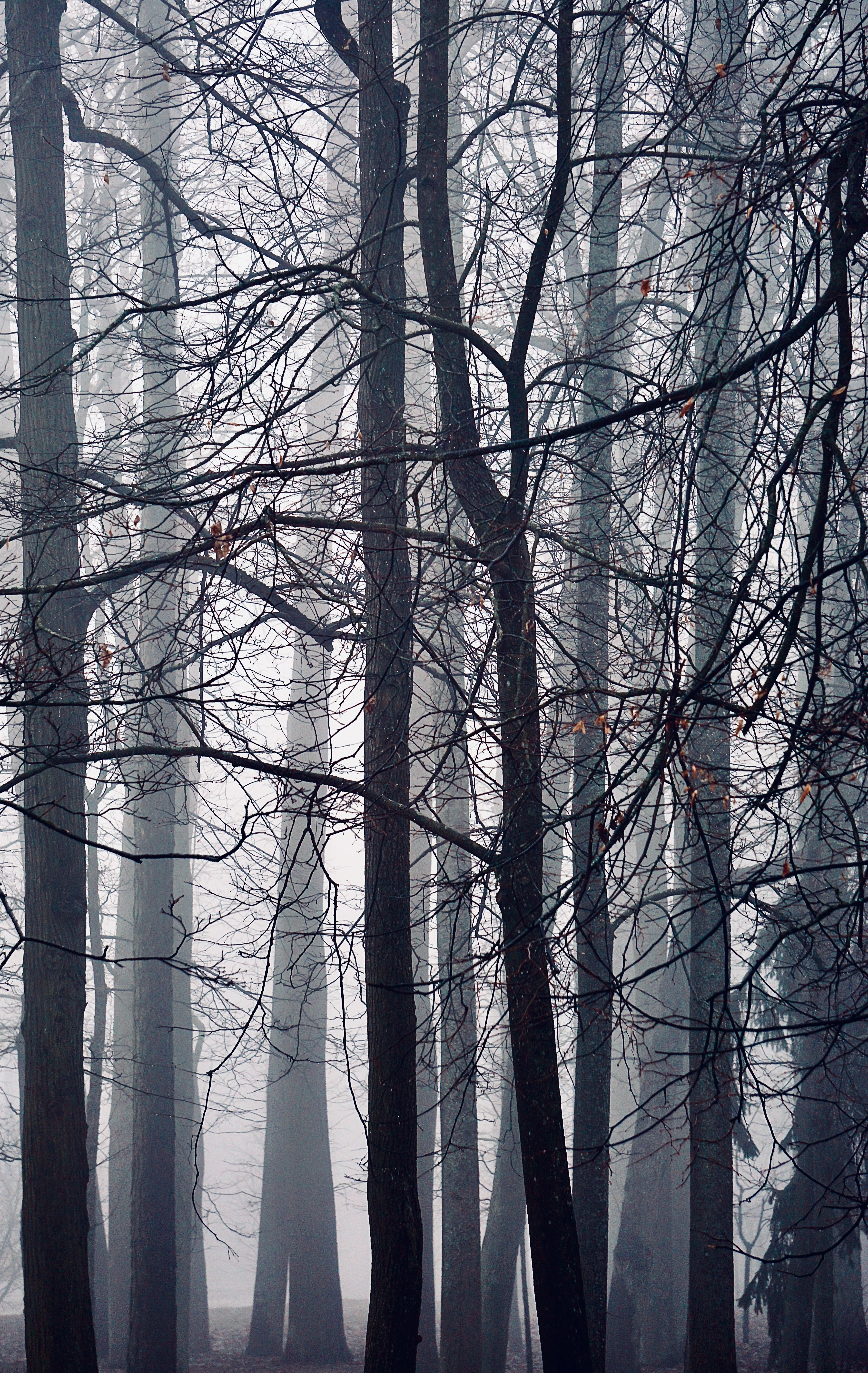 Dense Eerie Forest · Free Stock Photo