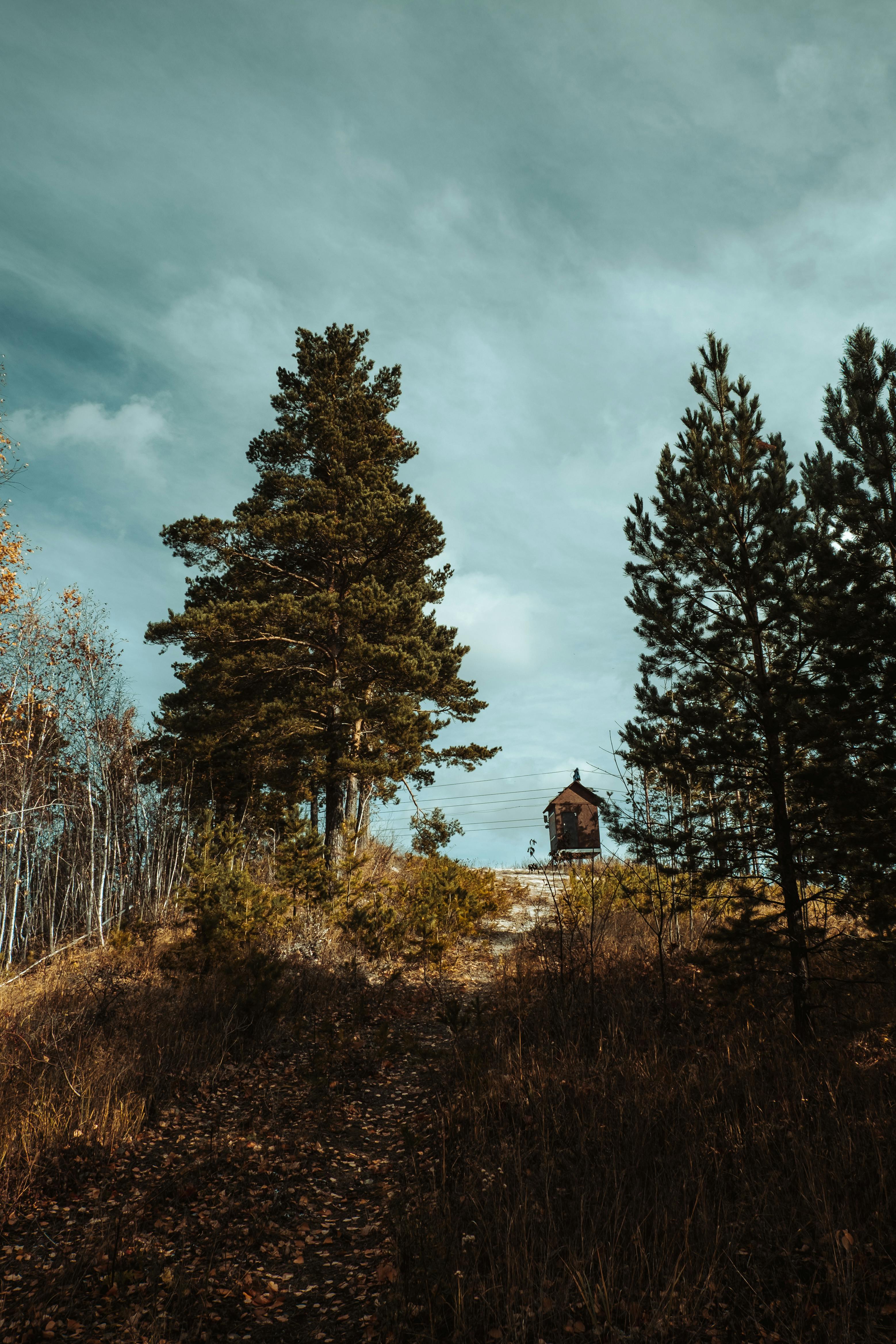 Free Needles For Photos, Download The BEST Free Free Needles For Stock ...