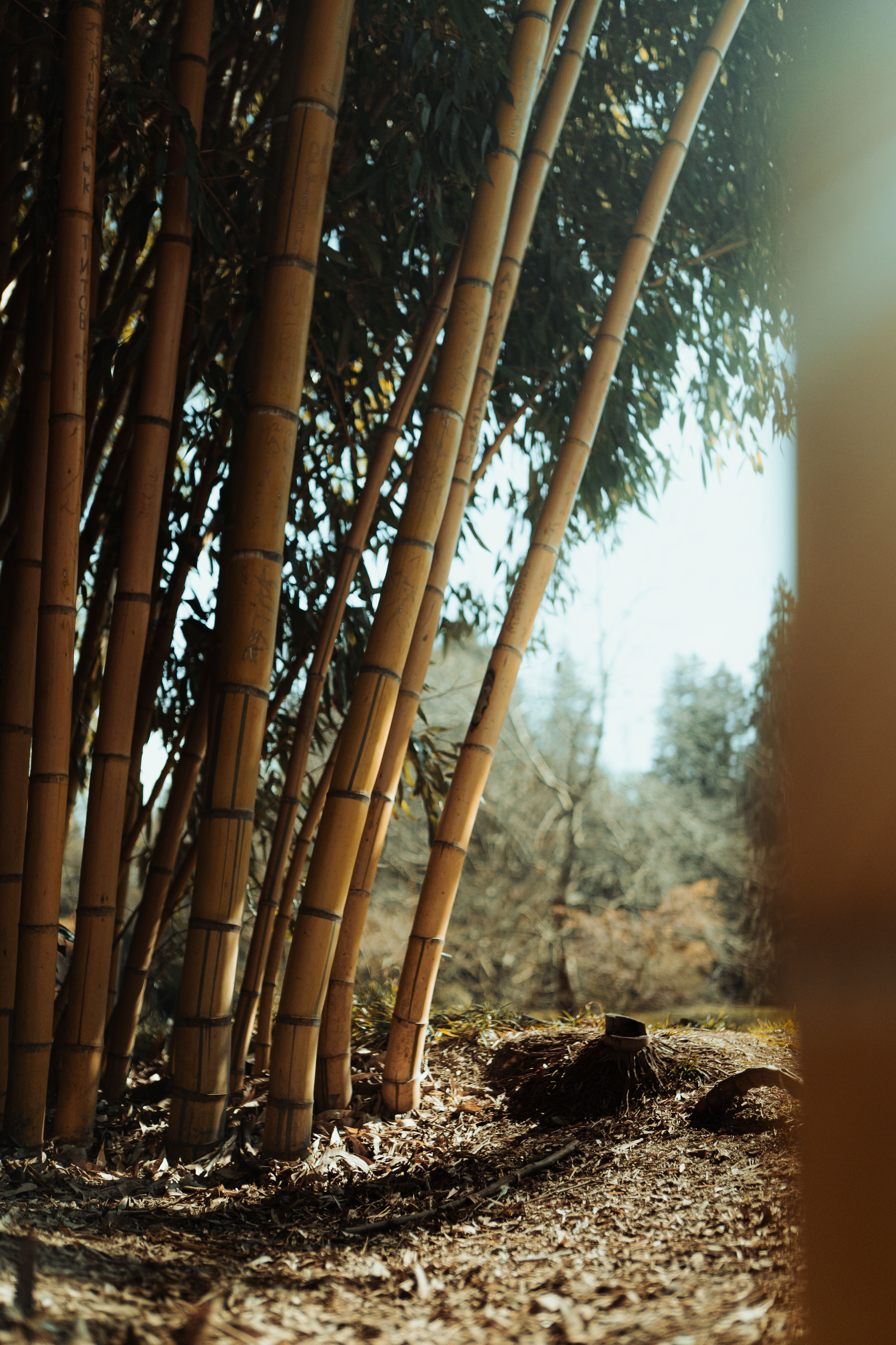Tropical Bamboos on Ground · Free Stock Photo