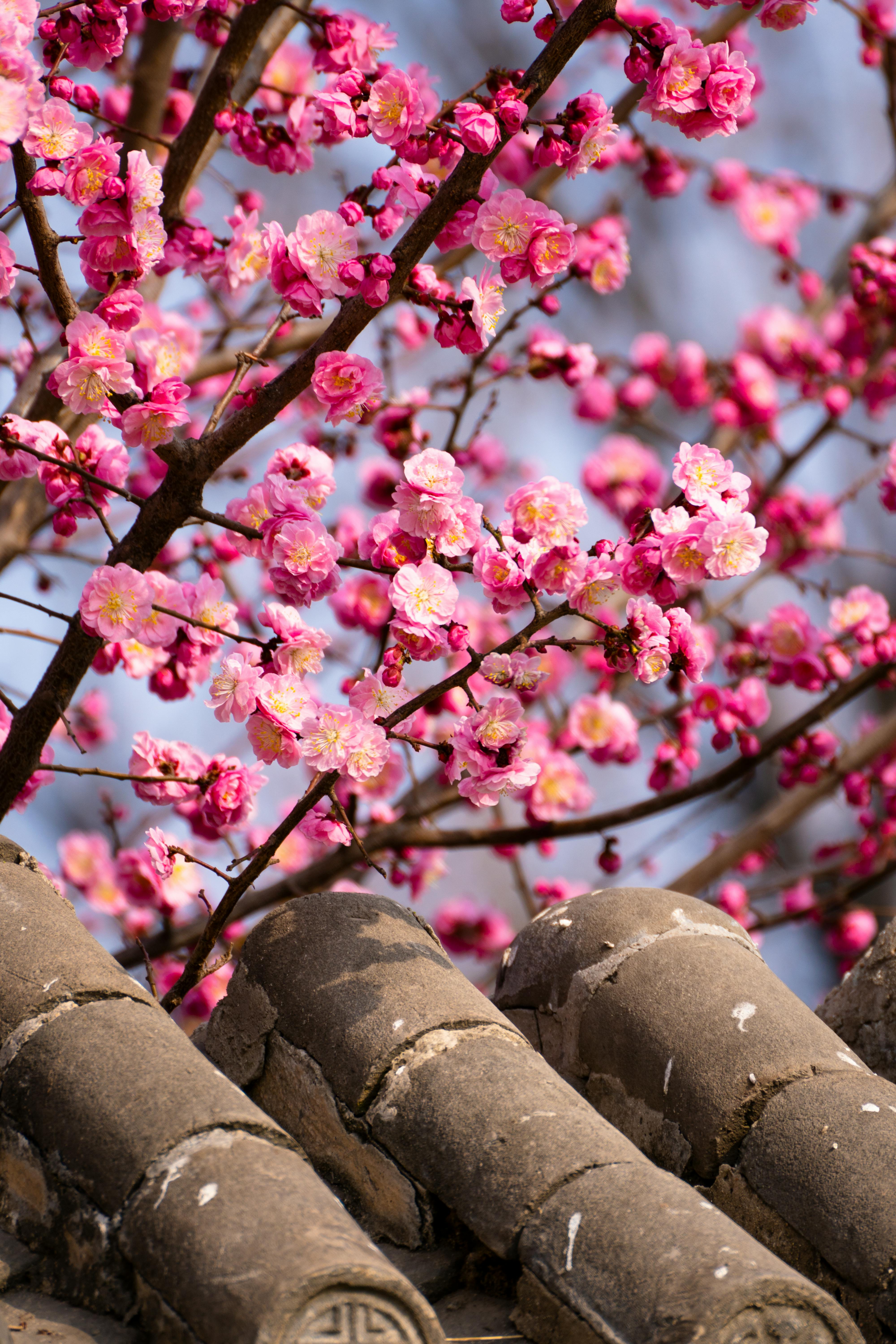 Pink Flowers over Roof · Free Stock Photo