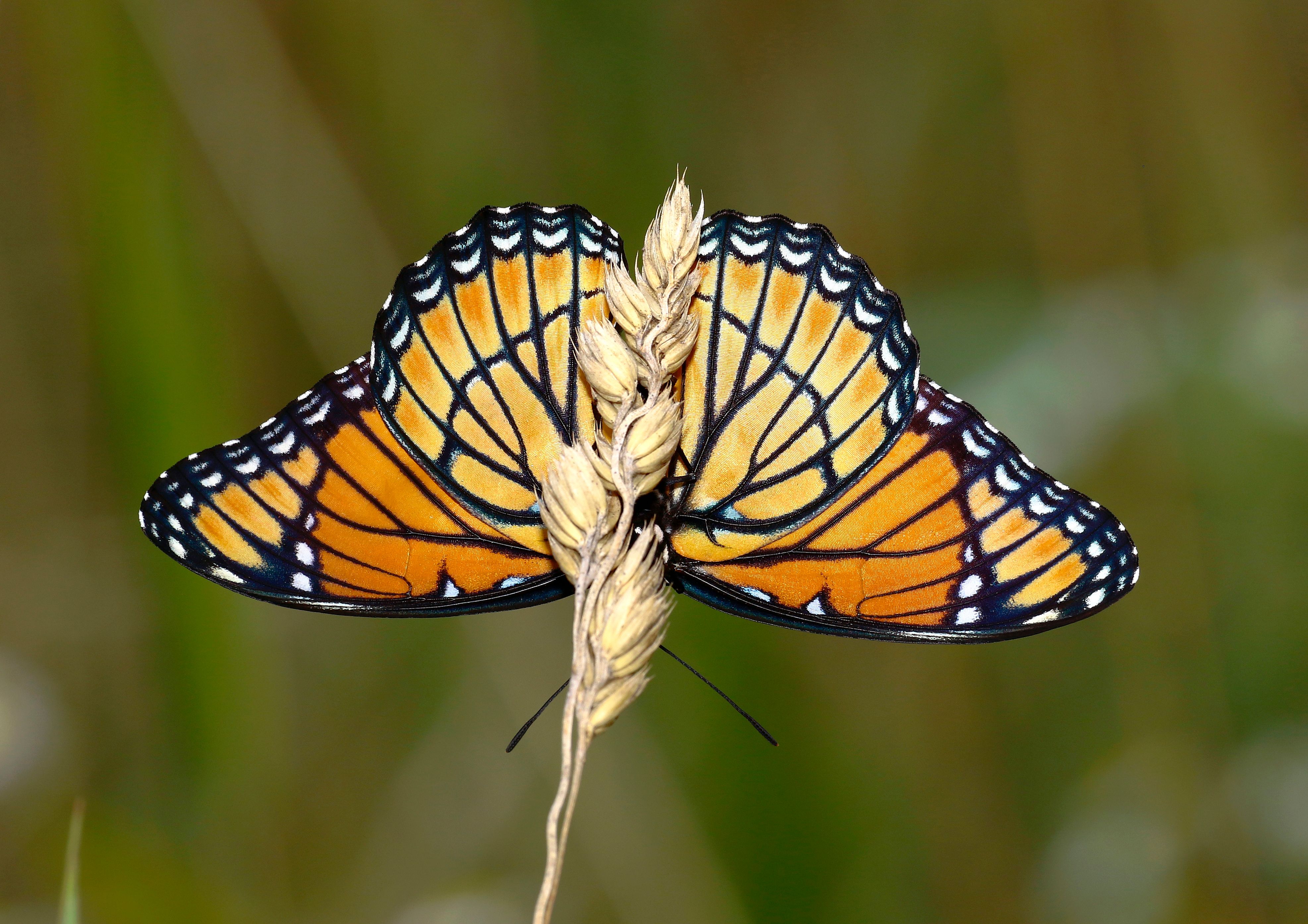 Viceroy (Limenitis archippus) · Free Stock Photo