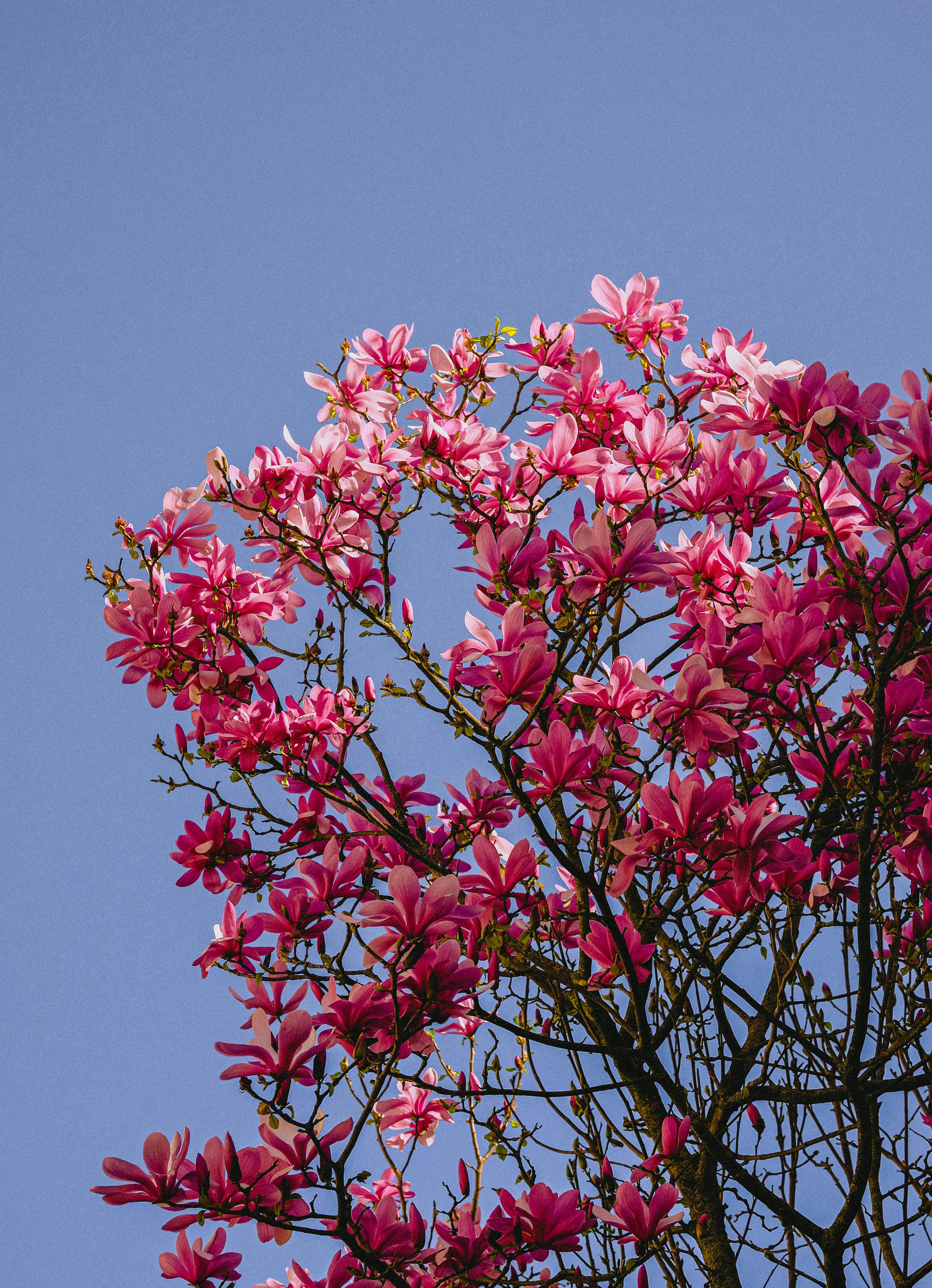 Pink Tree in Spring · Free Stock Photo