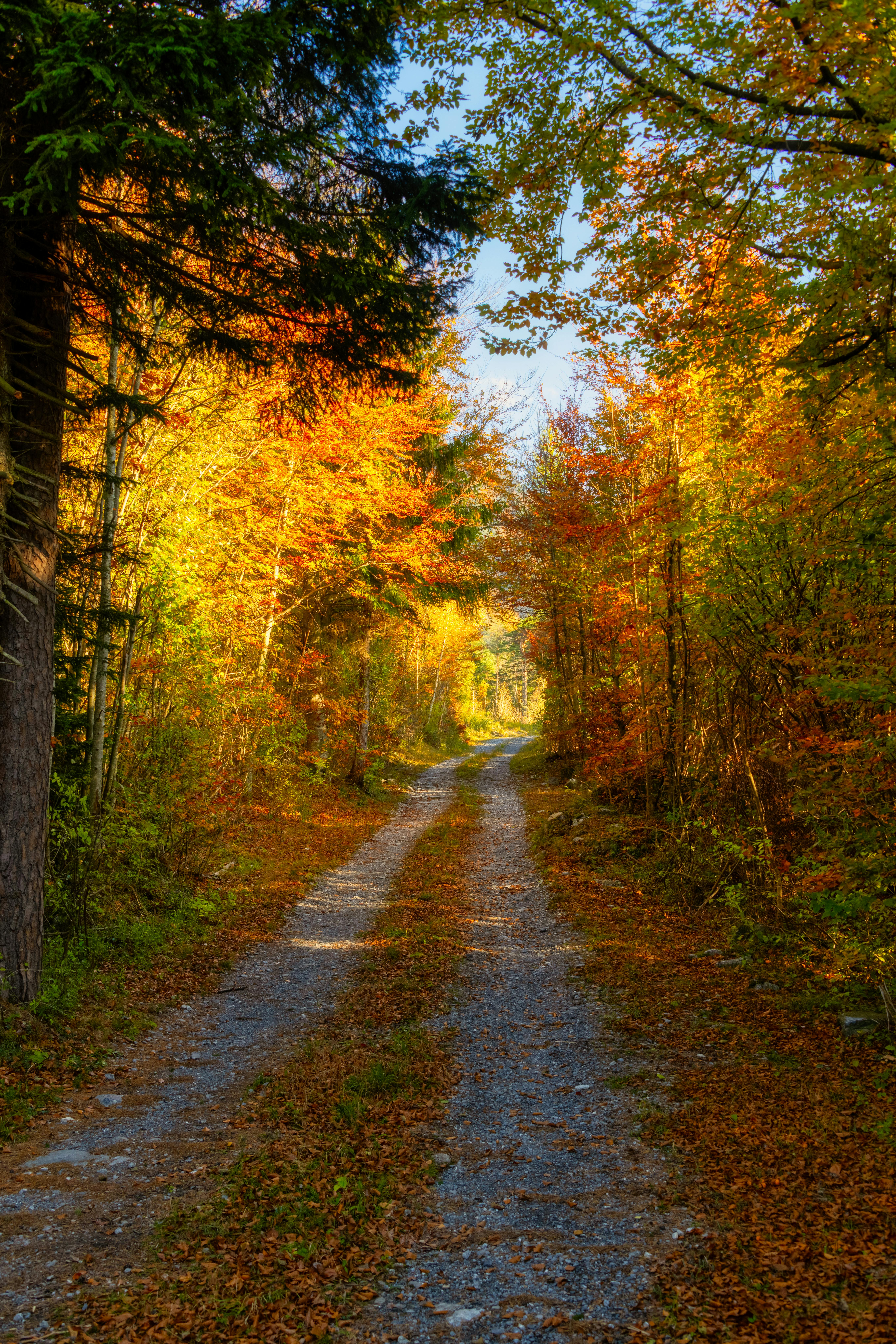 Dirt Road Between Trees in Autumn · Free Stock Photo