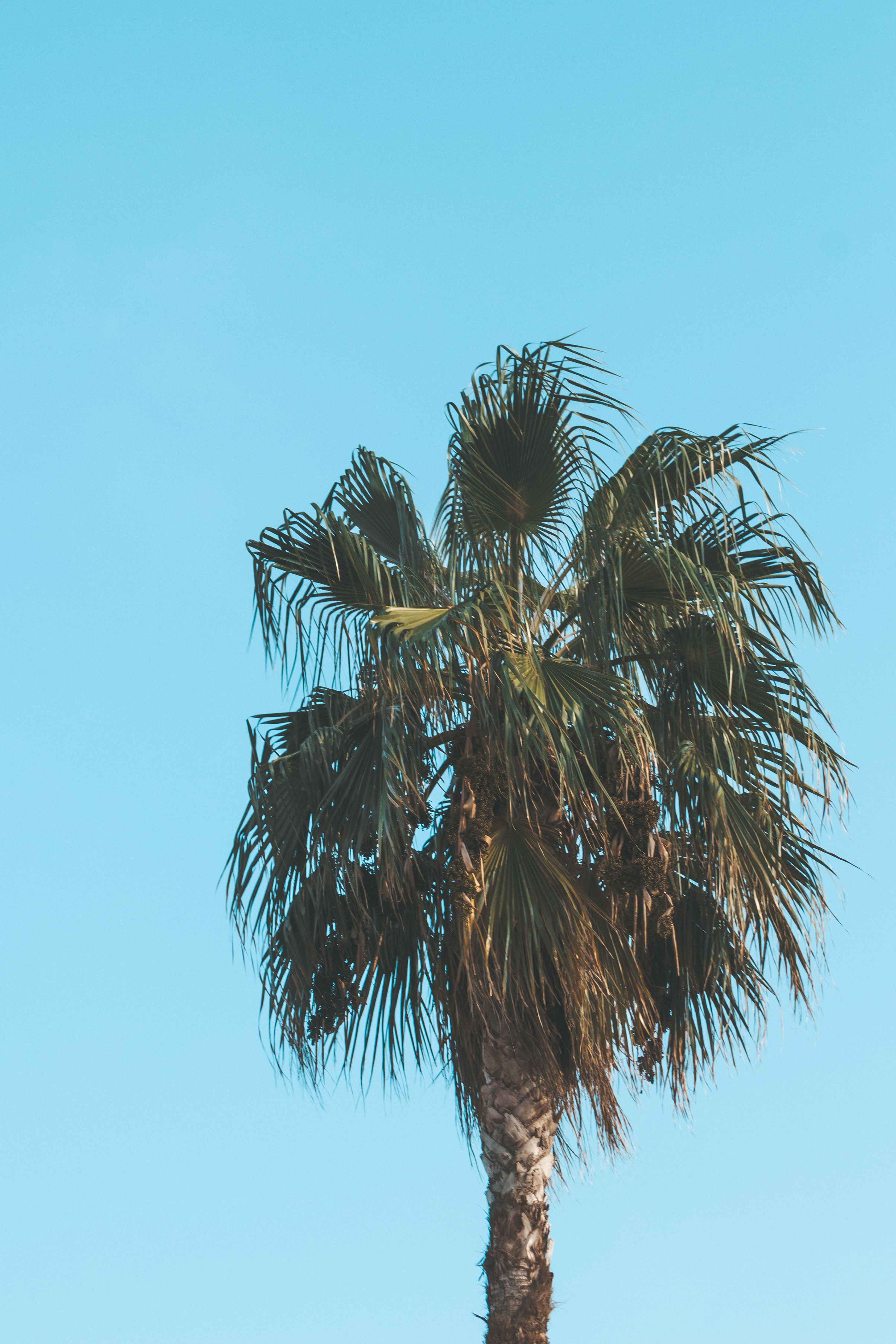 Photo Of Green Palm Tree · Free Stock Photo