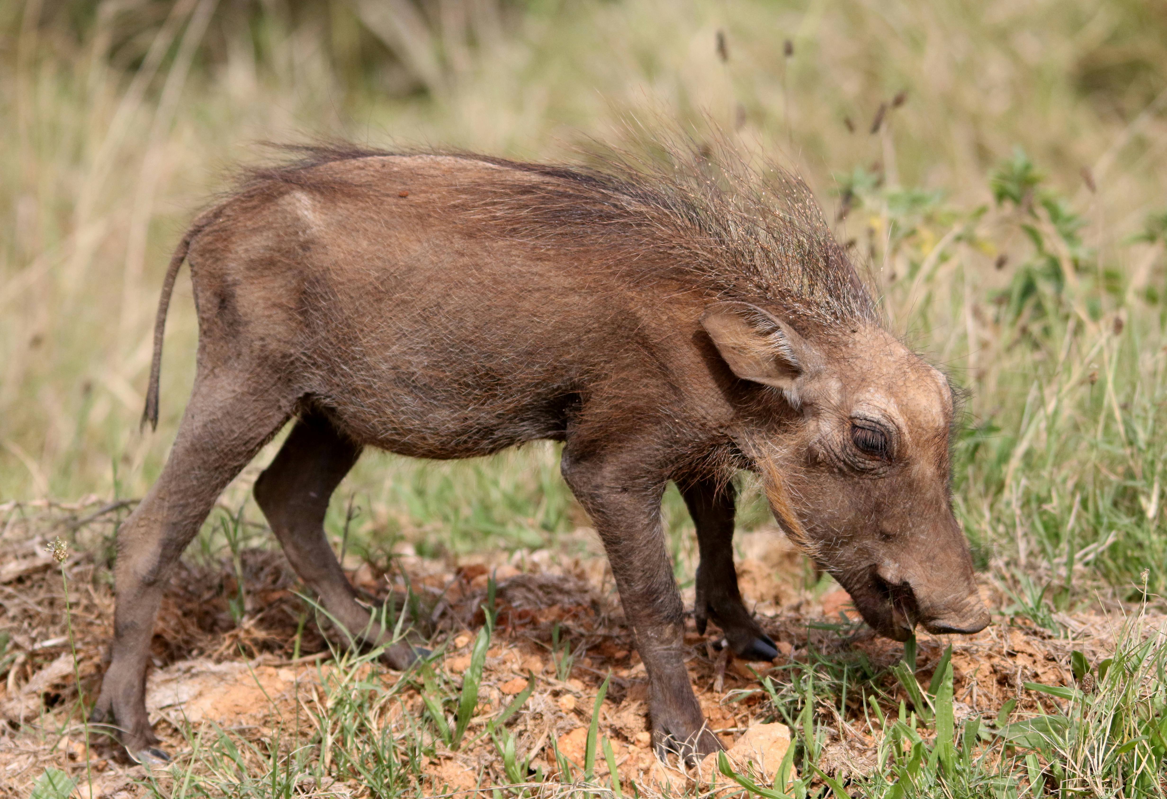 Warthog · Free Stock Photo