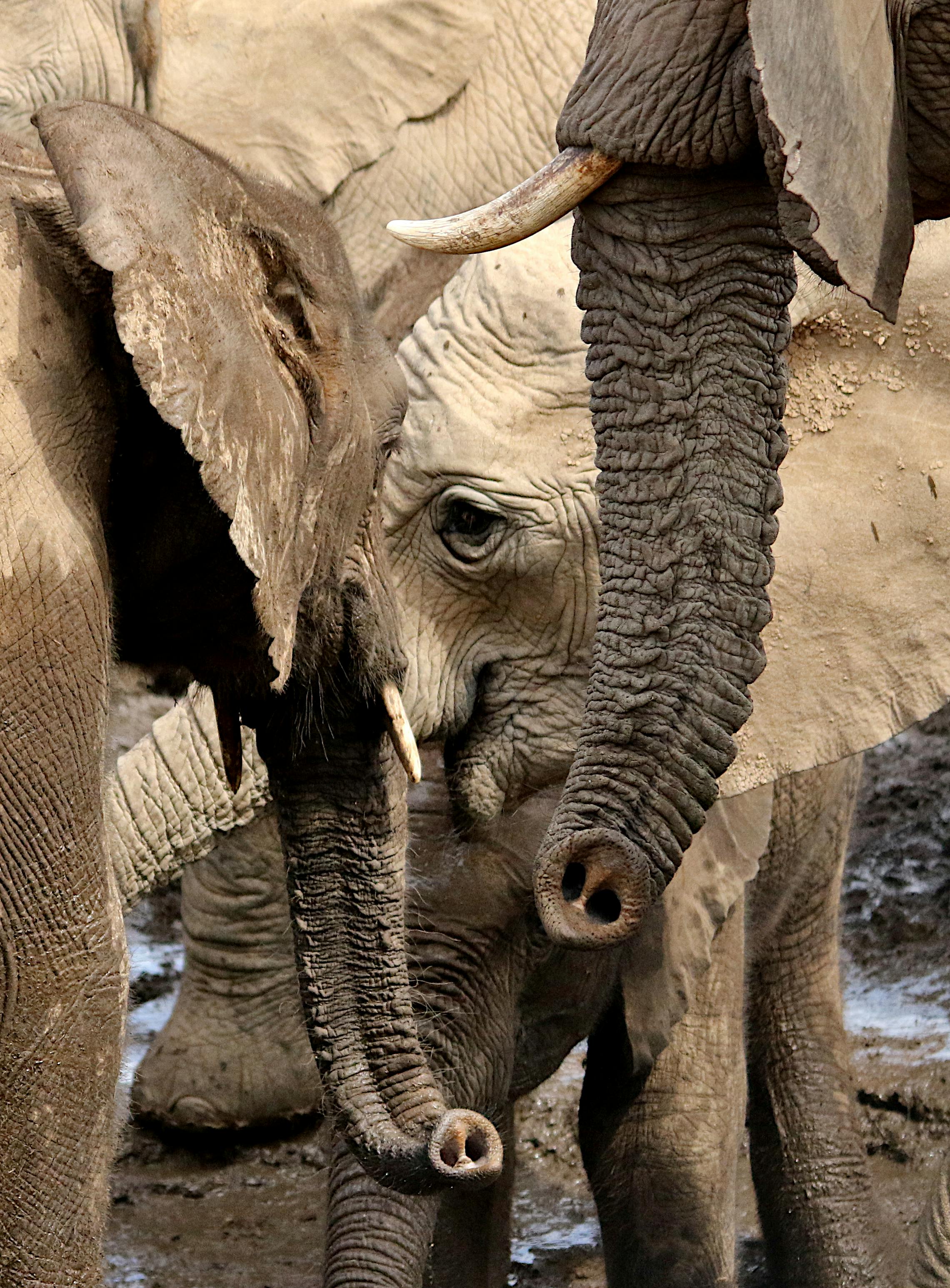 Grayscale Photo of Four Elephants · Free Stock Photo