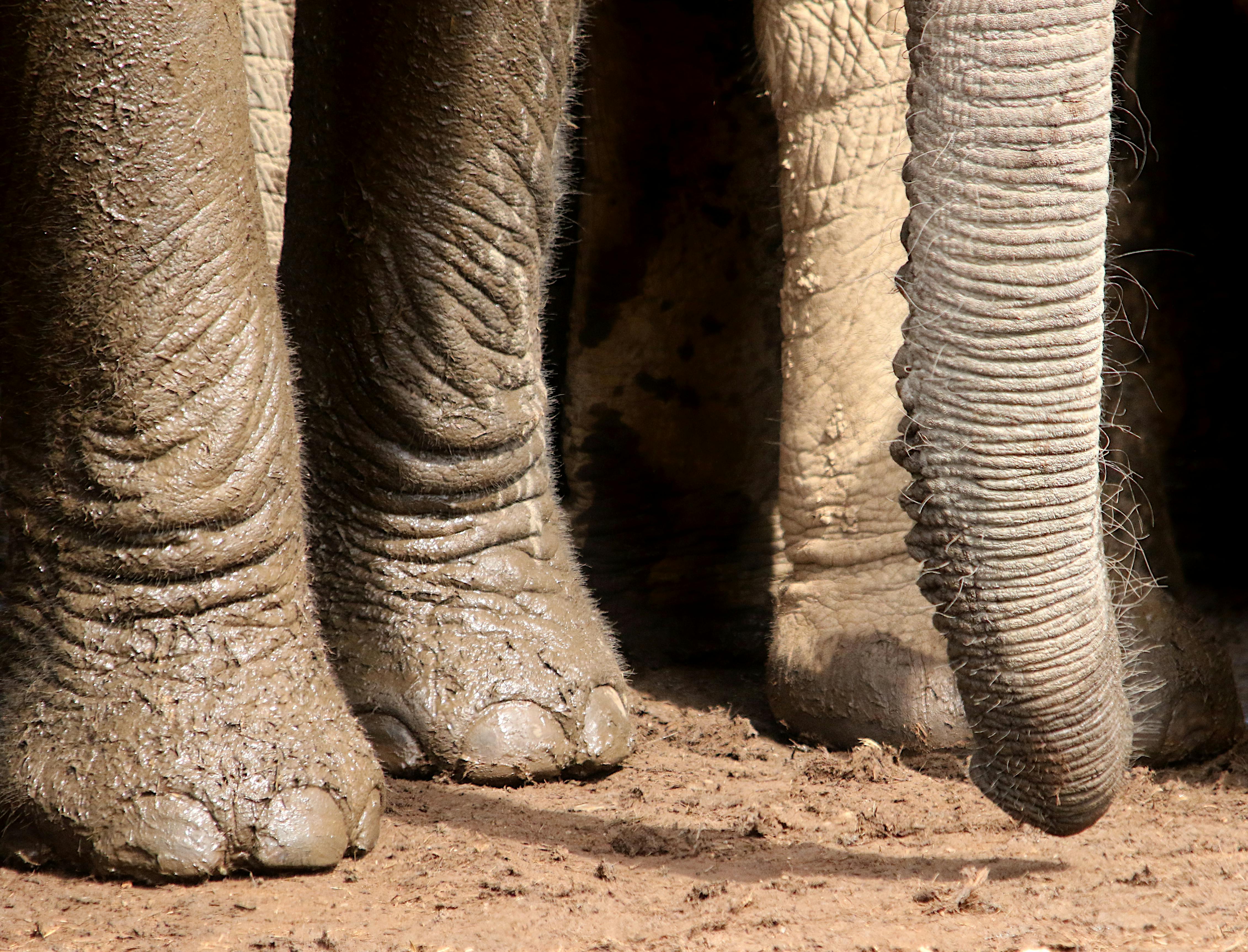 Legs and Trunk of Elephant · Free Stock Photo