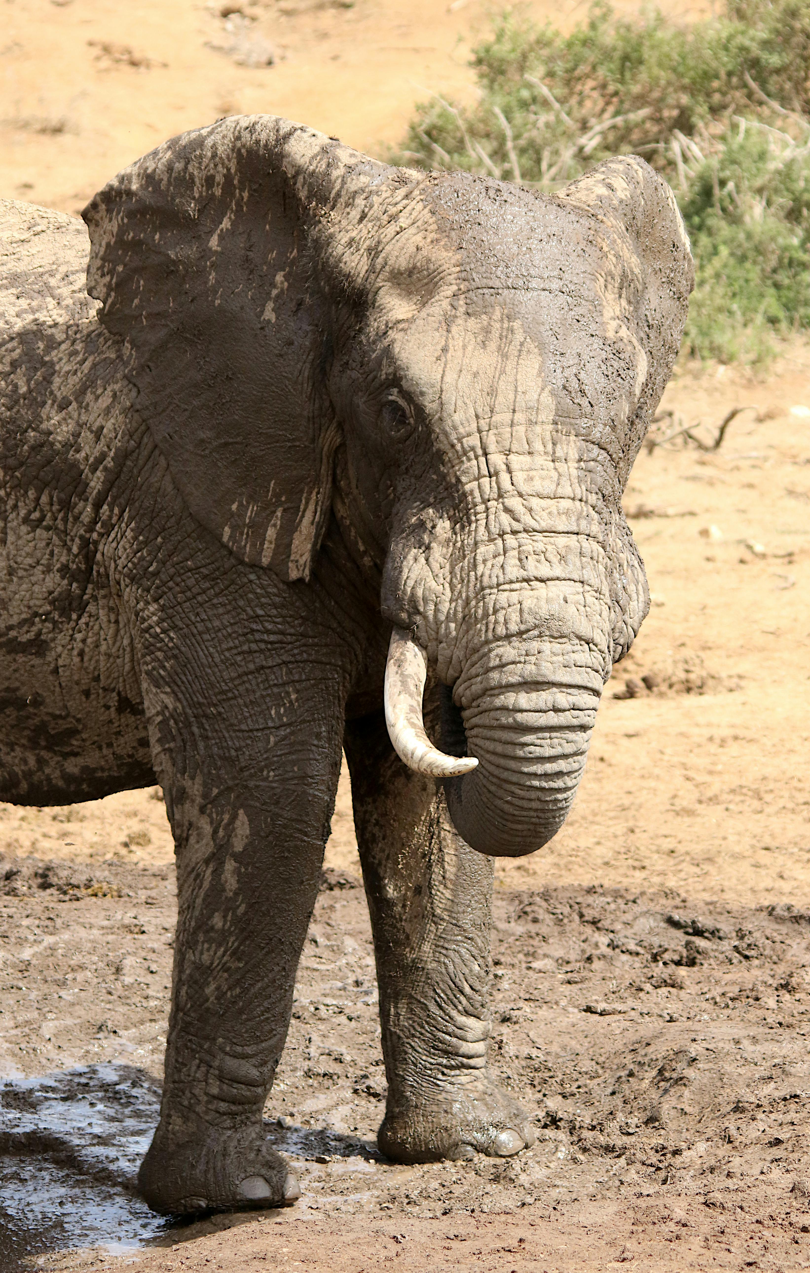 캠포 Addo Photos, Download The BEST Free 캠포 Addo Stock Photos & HD Images