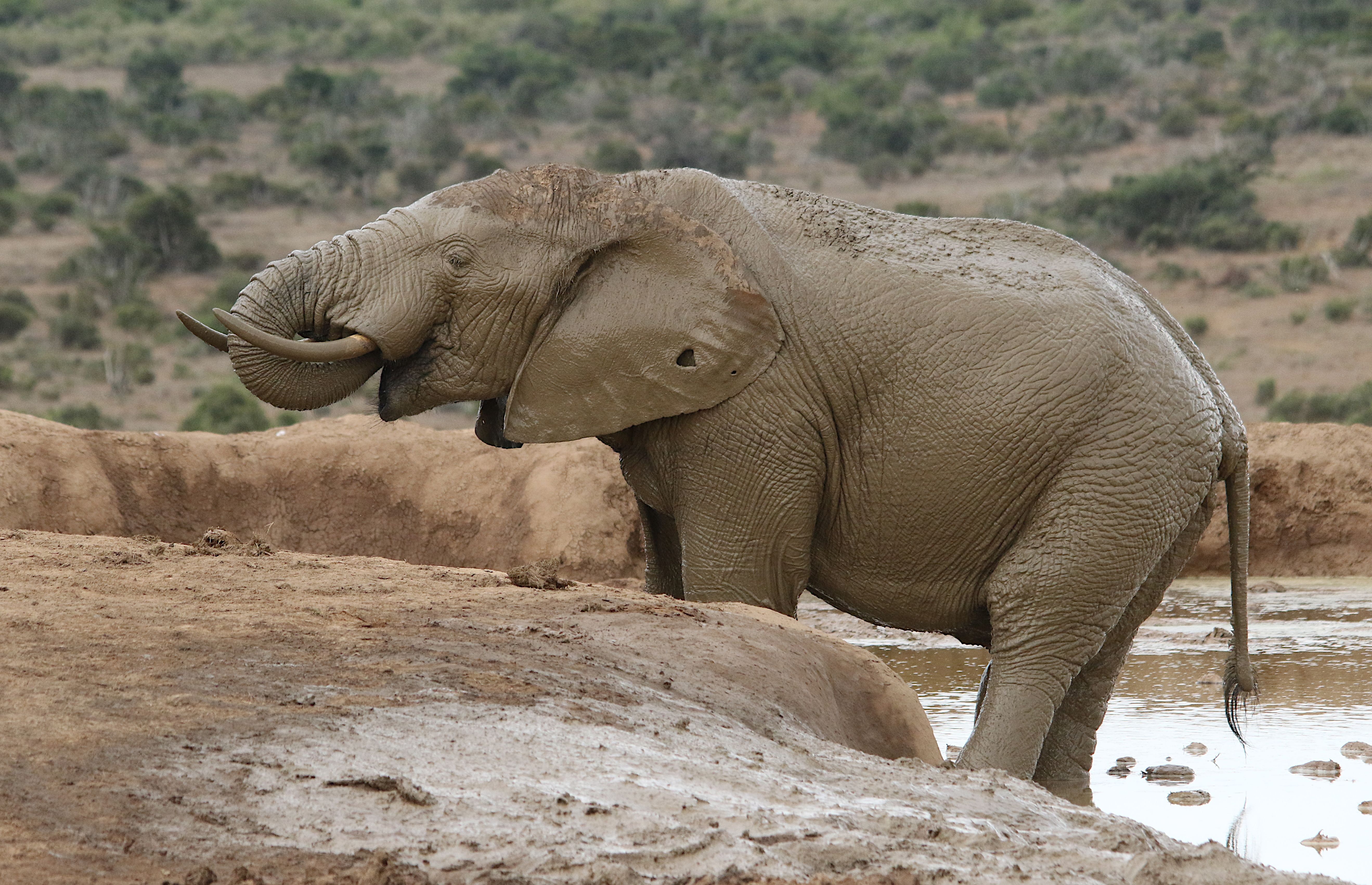 Two Tusk Photos, Download The BEST Free Two Tusk Stock Photos & HD Images