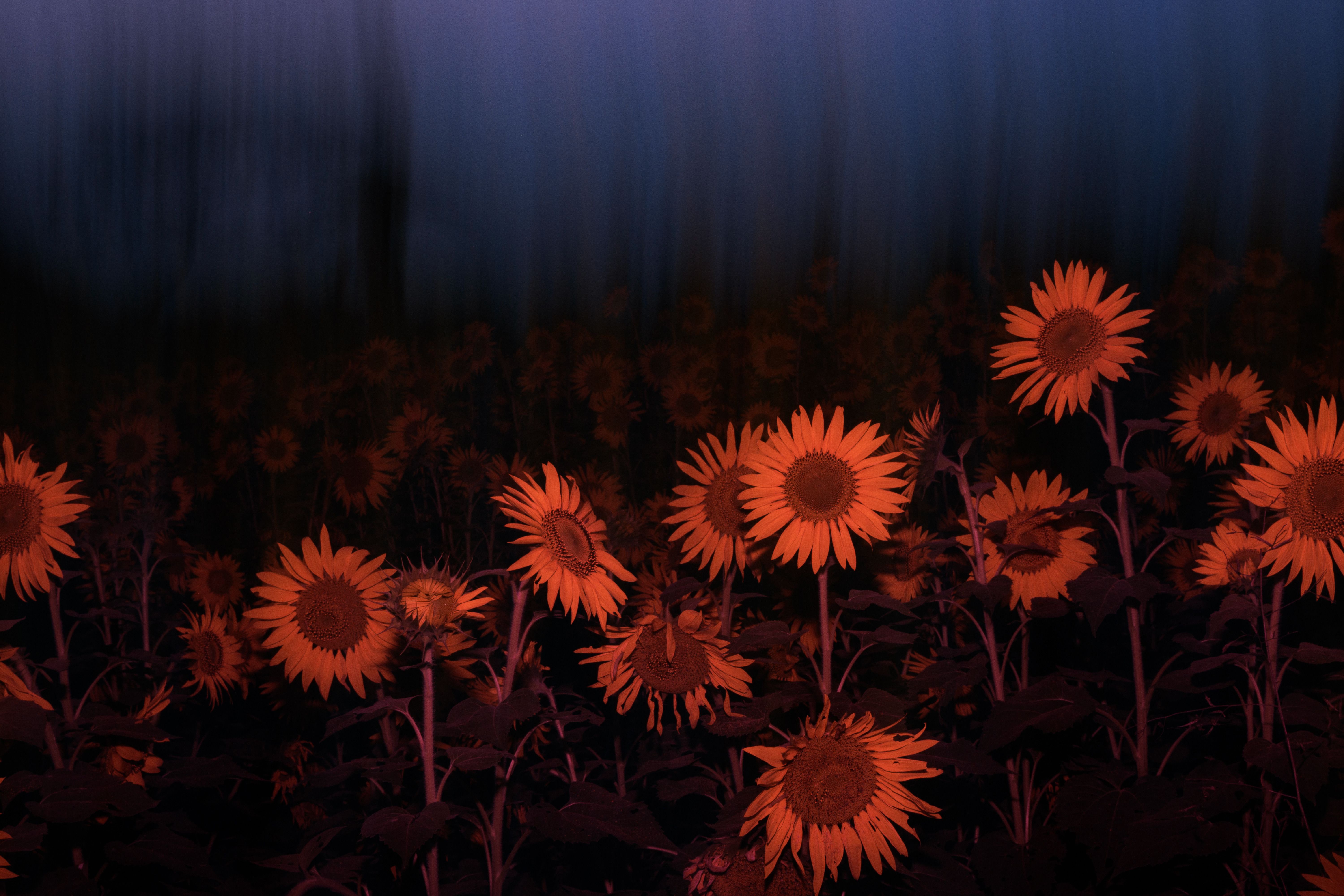 Sunflowers on Field at Night · Free Stock Photo