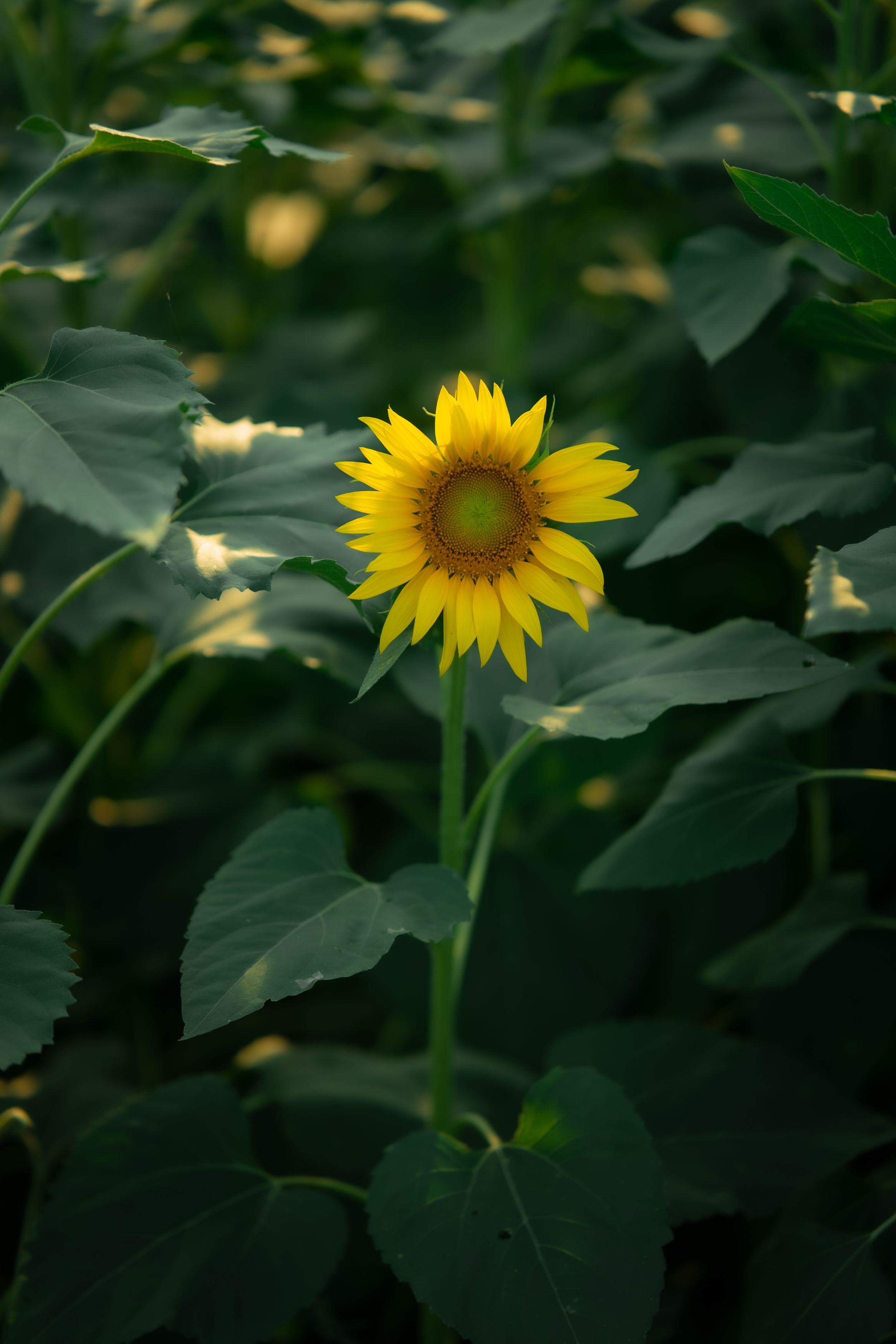 Sunflower Watermark Photos, Download The BEST Free Sunflower Watermark ...