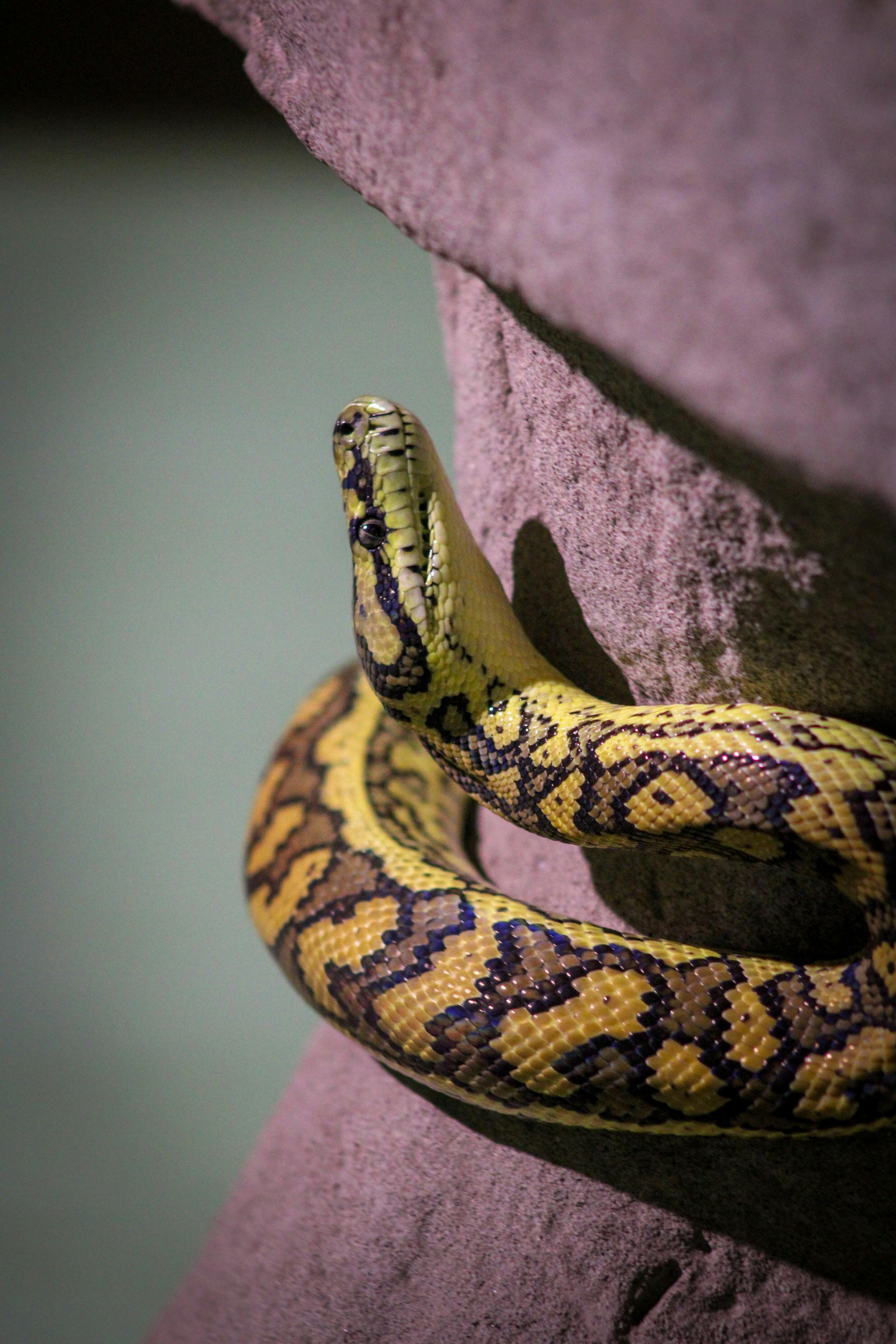 Reticulated Python Snake · Free Stock Photo