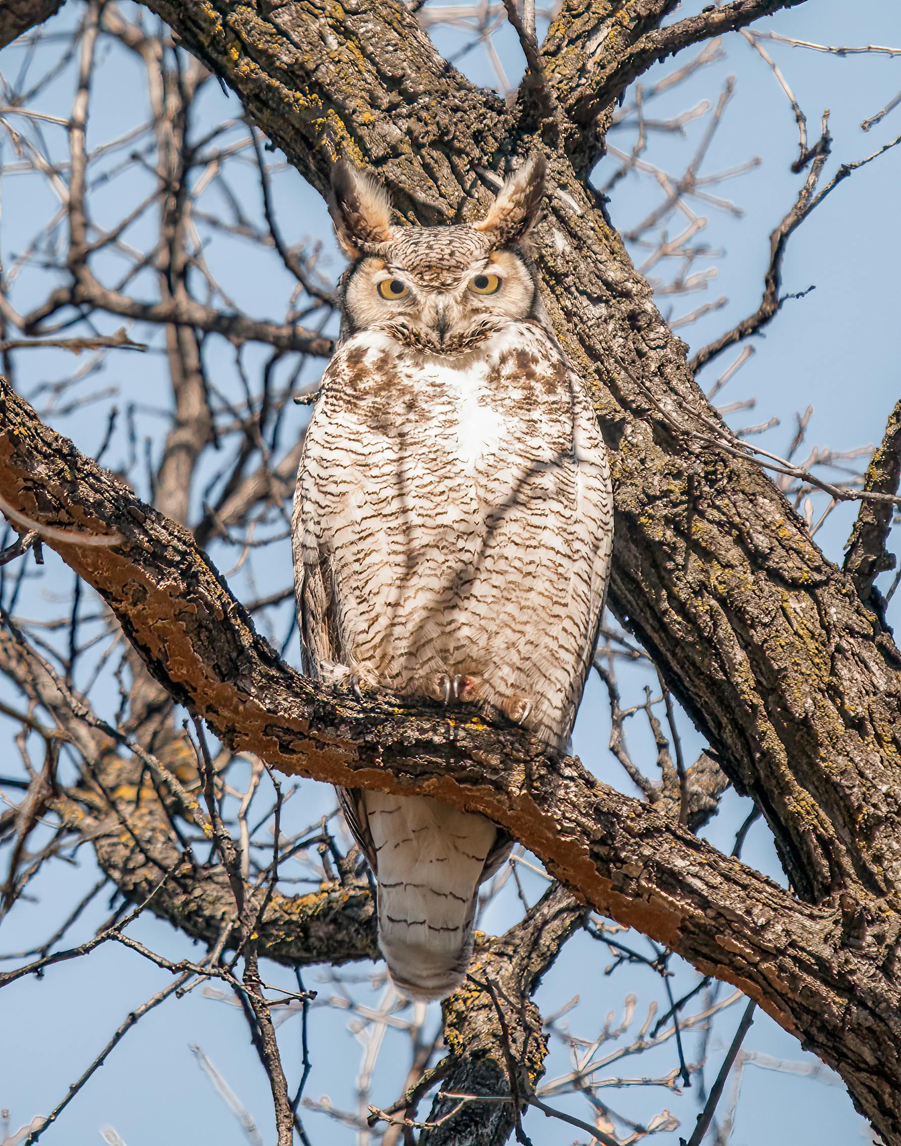 A Lesser Horned Owl · Free Stock Photo