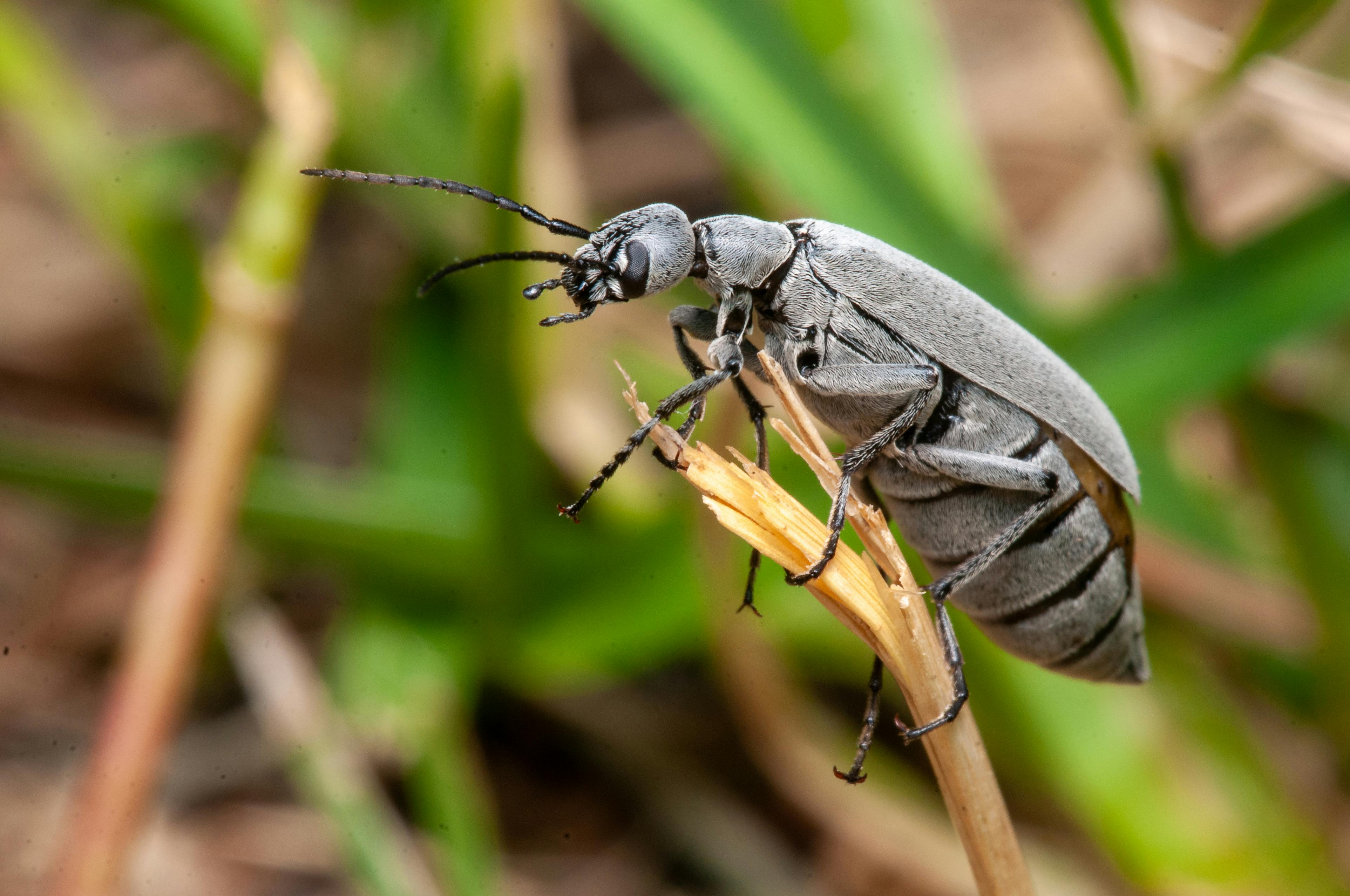 Burning Blister Beetle perched on a blade of grass. · Free Stock Photo