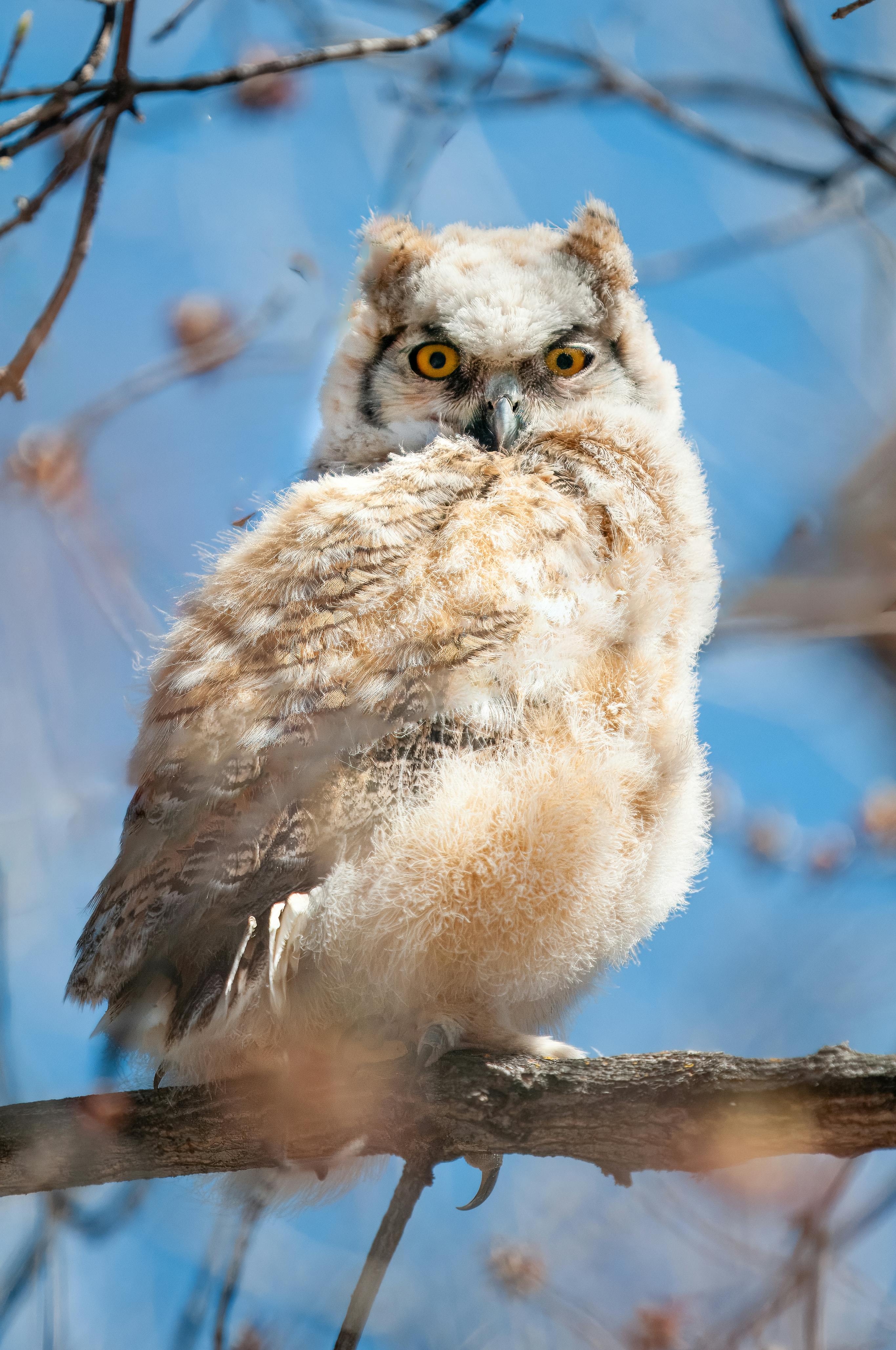 Photo of Owl Perched on Tree Branch · Free Stock Photo