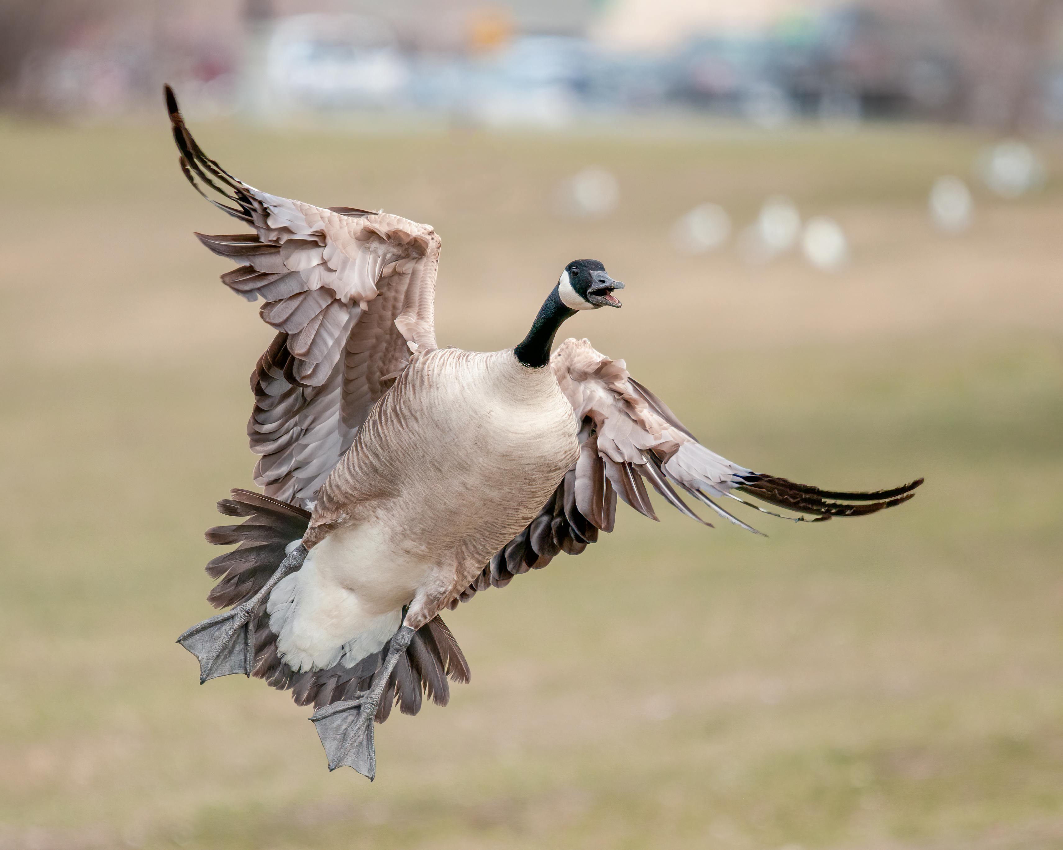 A Goose Flying · Free Stock Photo