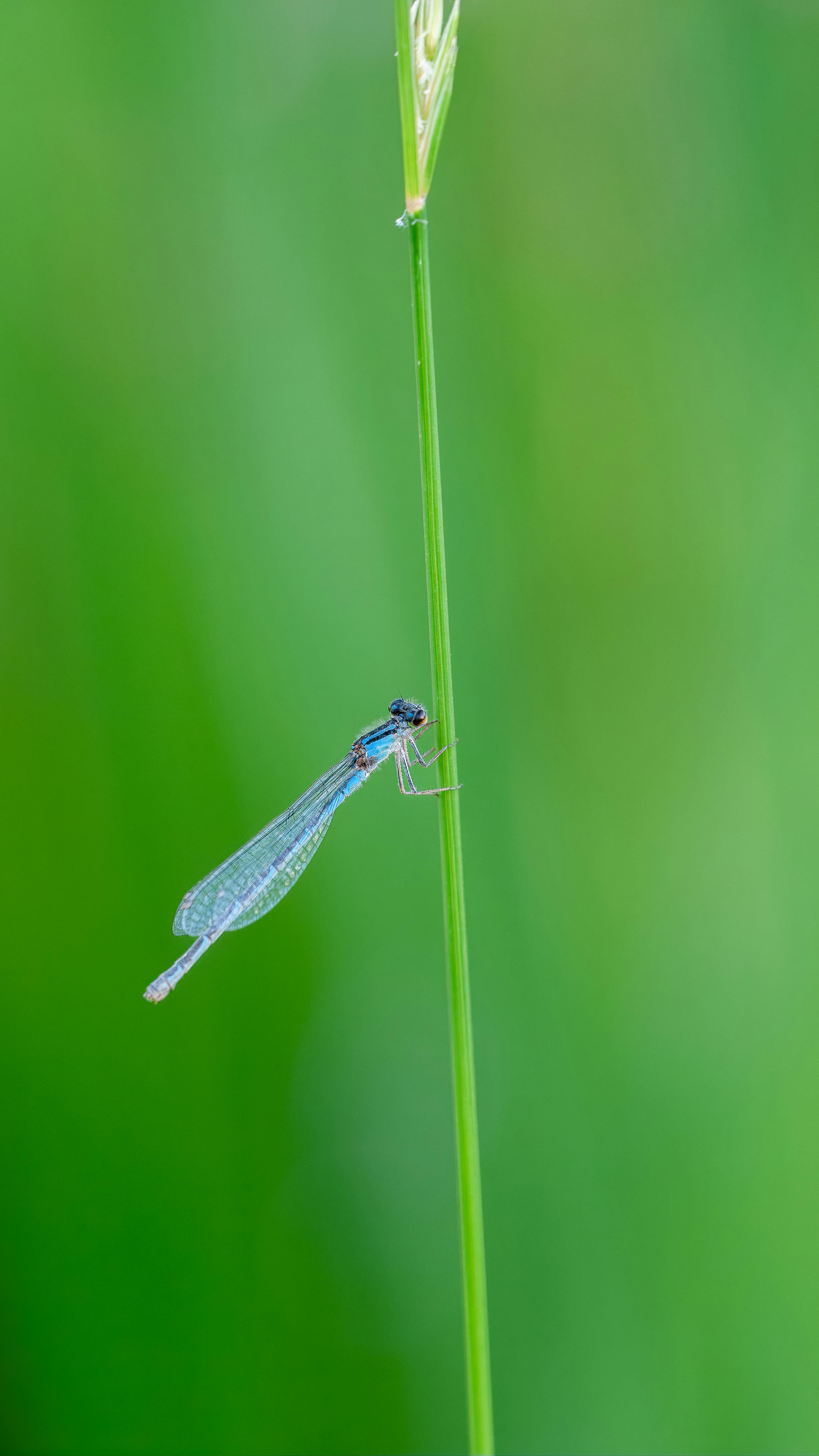 Dragonfly Perching on Stem · Free Stock Photo