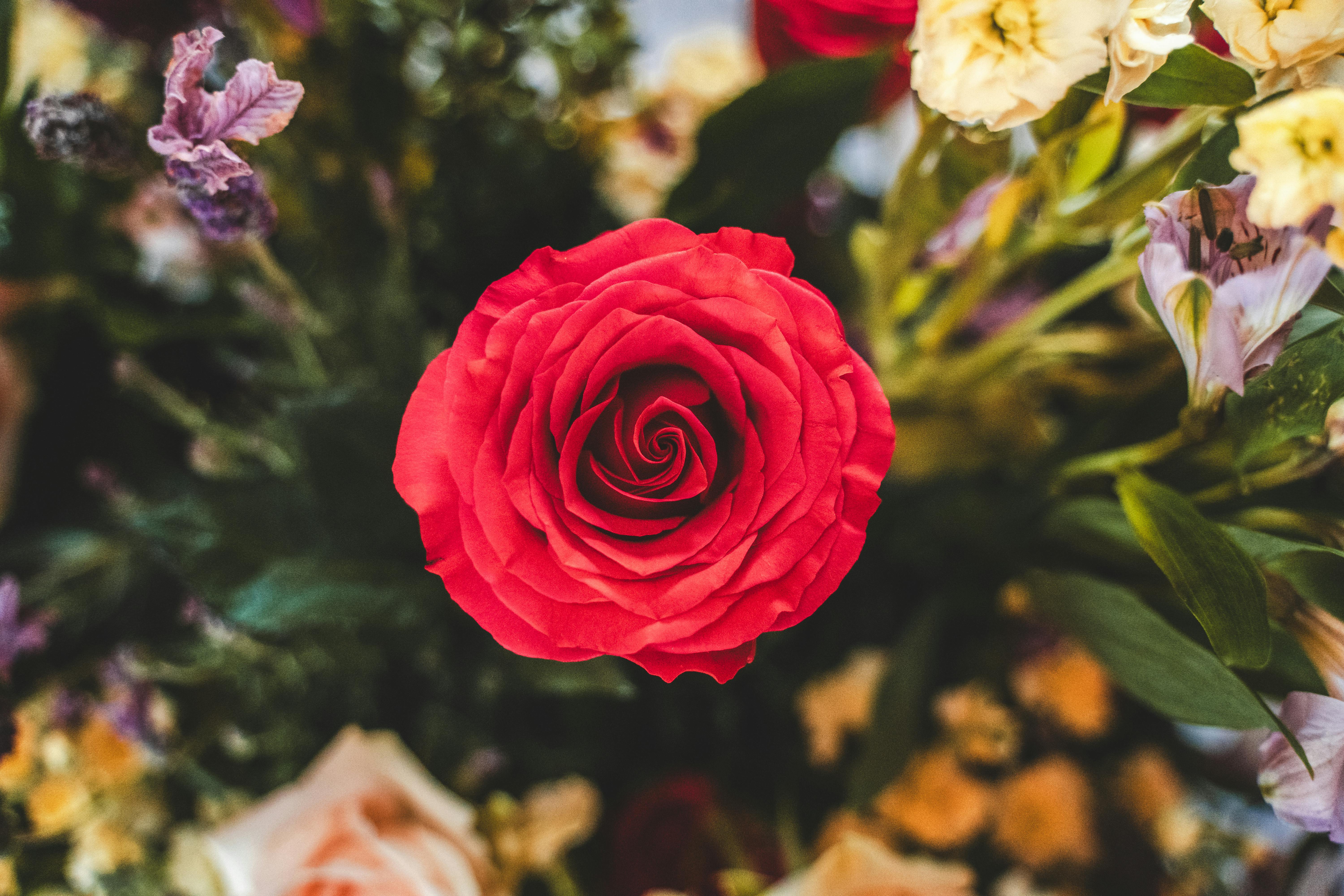 Close-Up Photo of Three Roses · Free Stock Photo