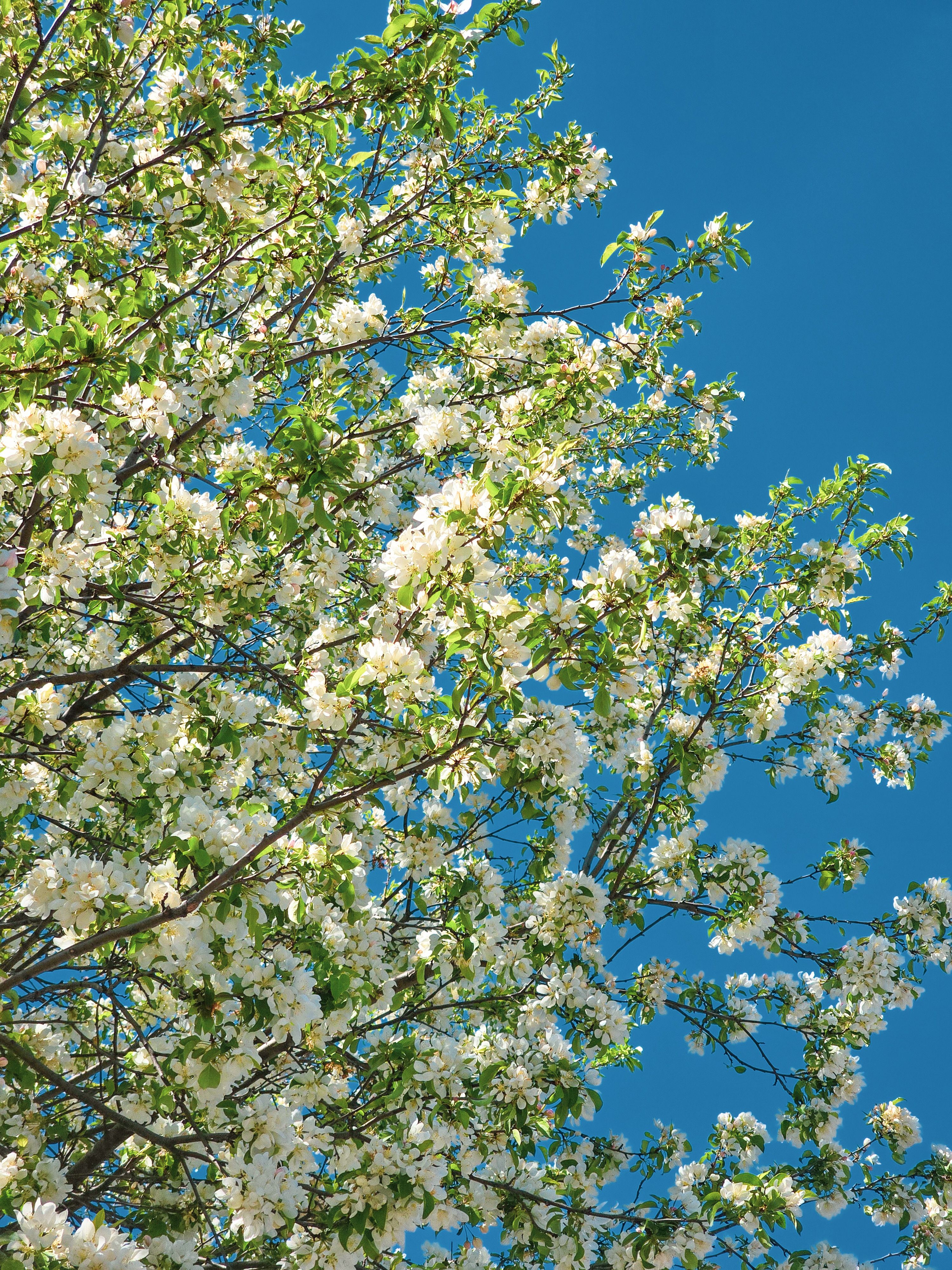 Spring White Blossoms on Tree · Free Stock Photo