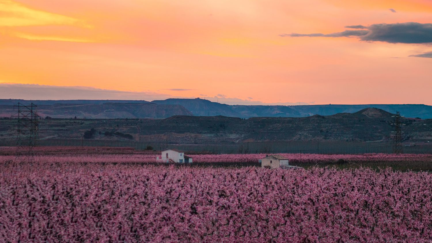 4.779+ Fotos y Imágenes de Paisaje flores Gratis · Banco de Fotos Gratis