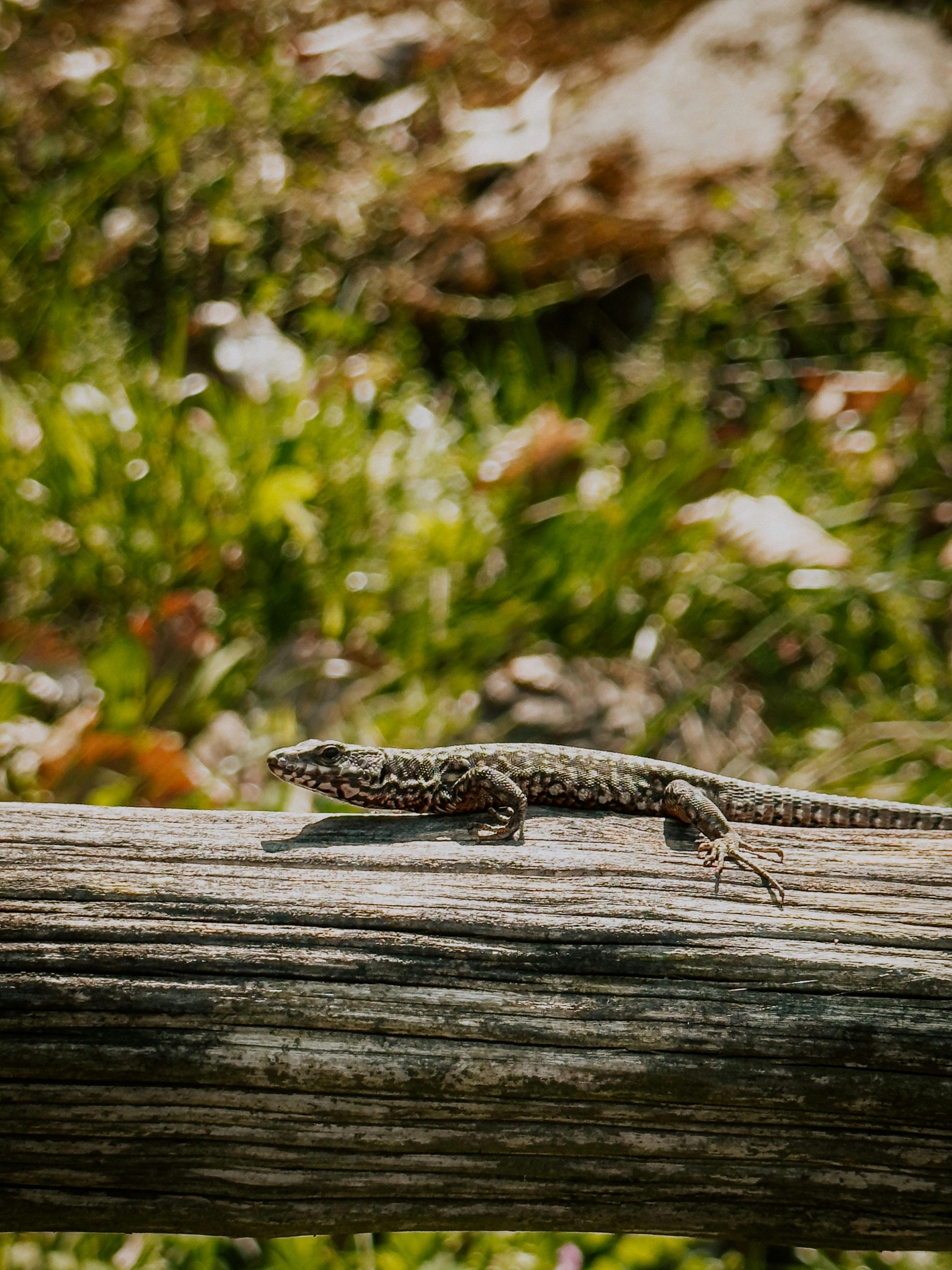 Lizzard baby.. · Free Stock Photo