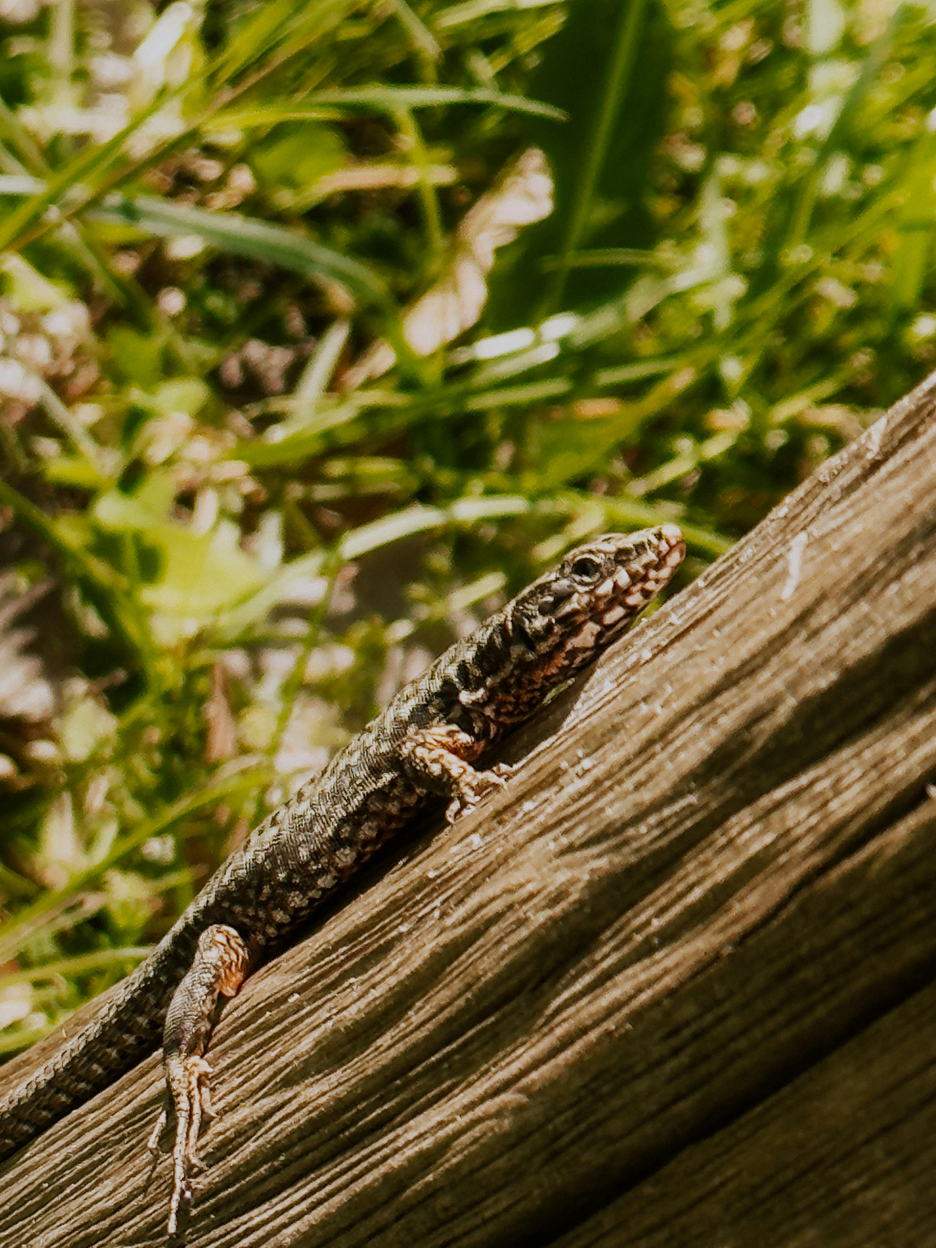 Lizzard baby 2- · Free Stock Photo