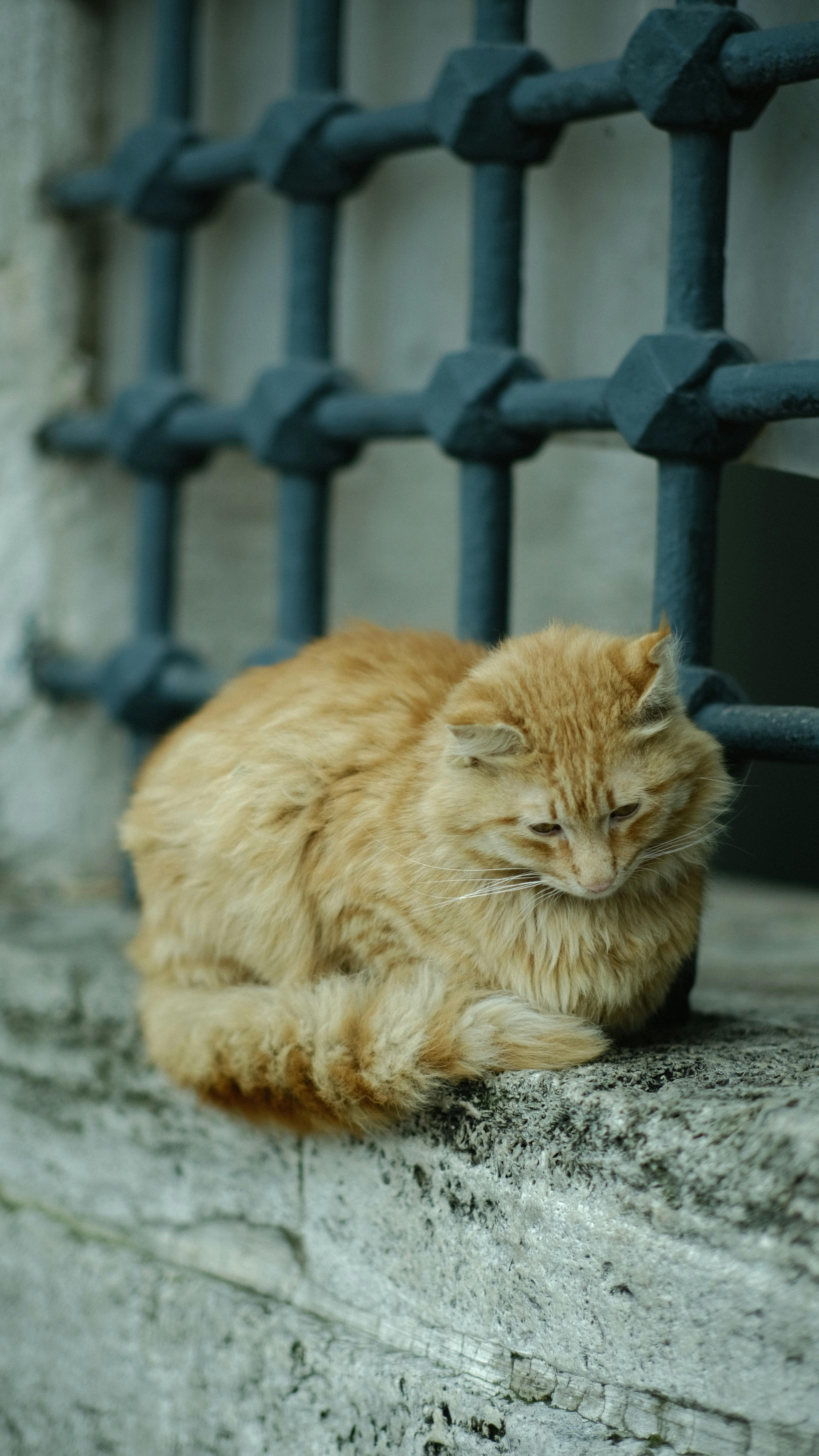 Back View of a Cat by a Window · Free Stock Photo