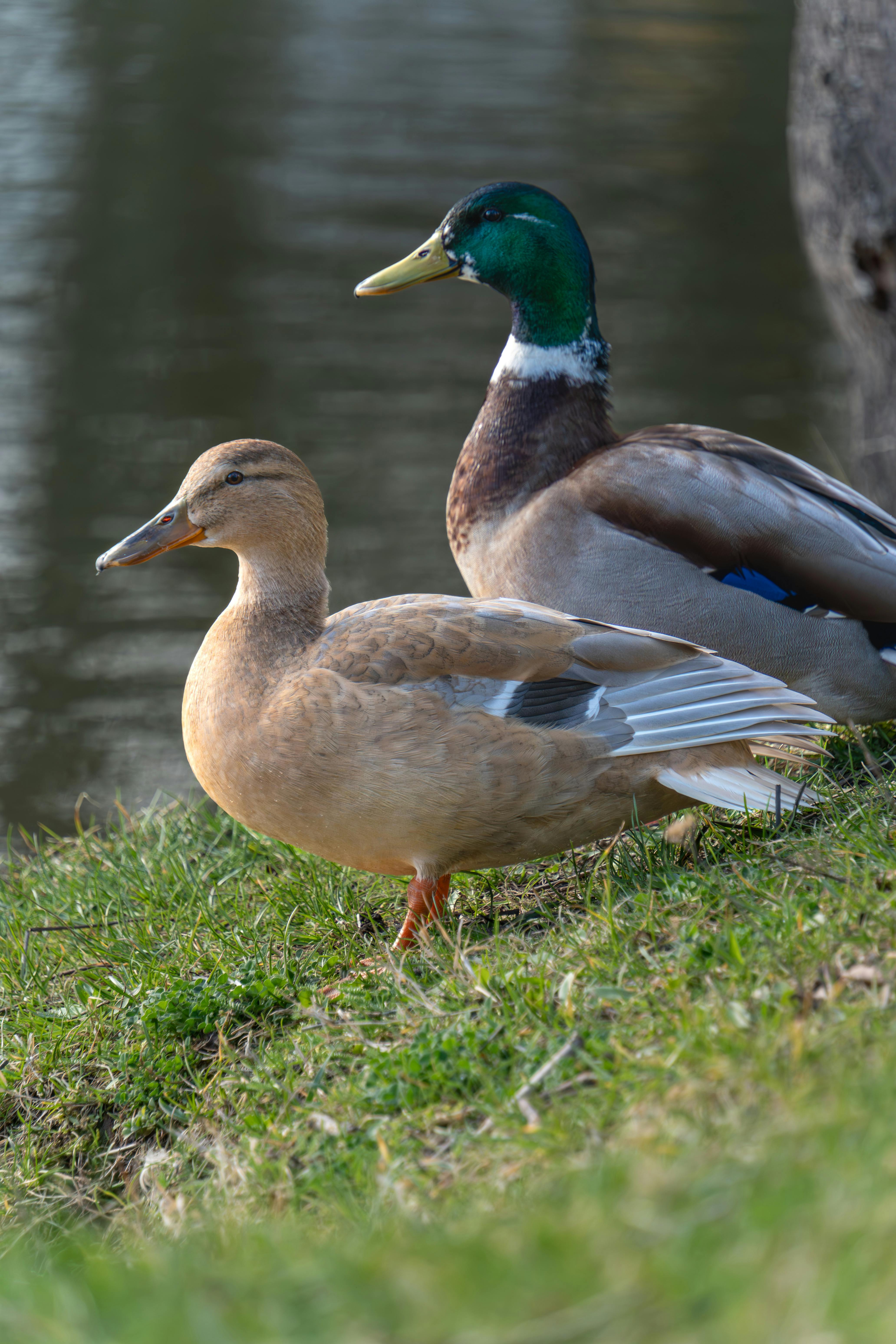 Piping Duck Photos, Download The BEST Free Piping Duck Stock Photos ...