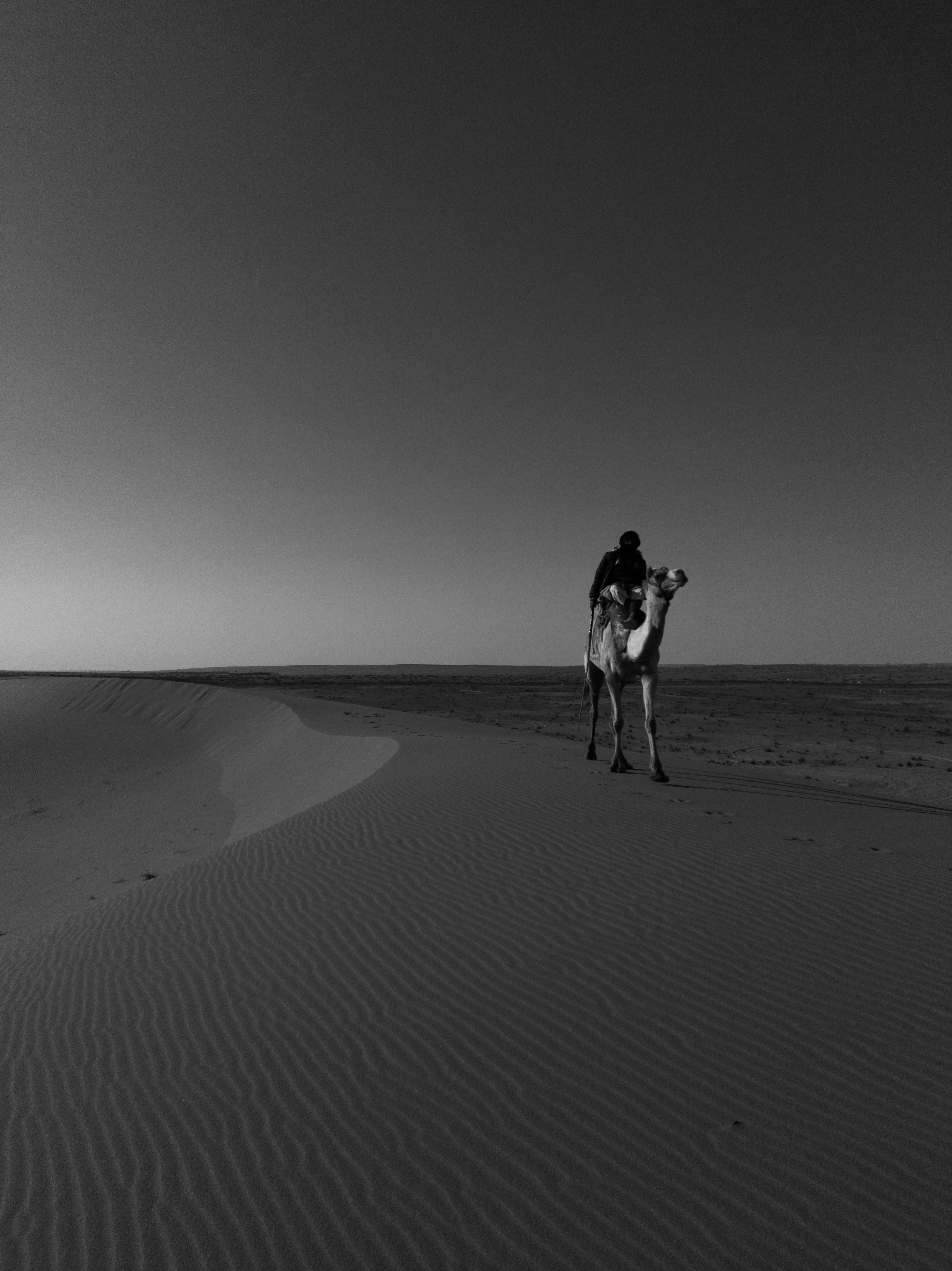 Photo gratuite de à distance, afrique, animal, aride, aventure, camelus ...