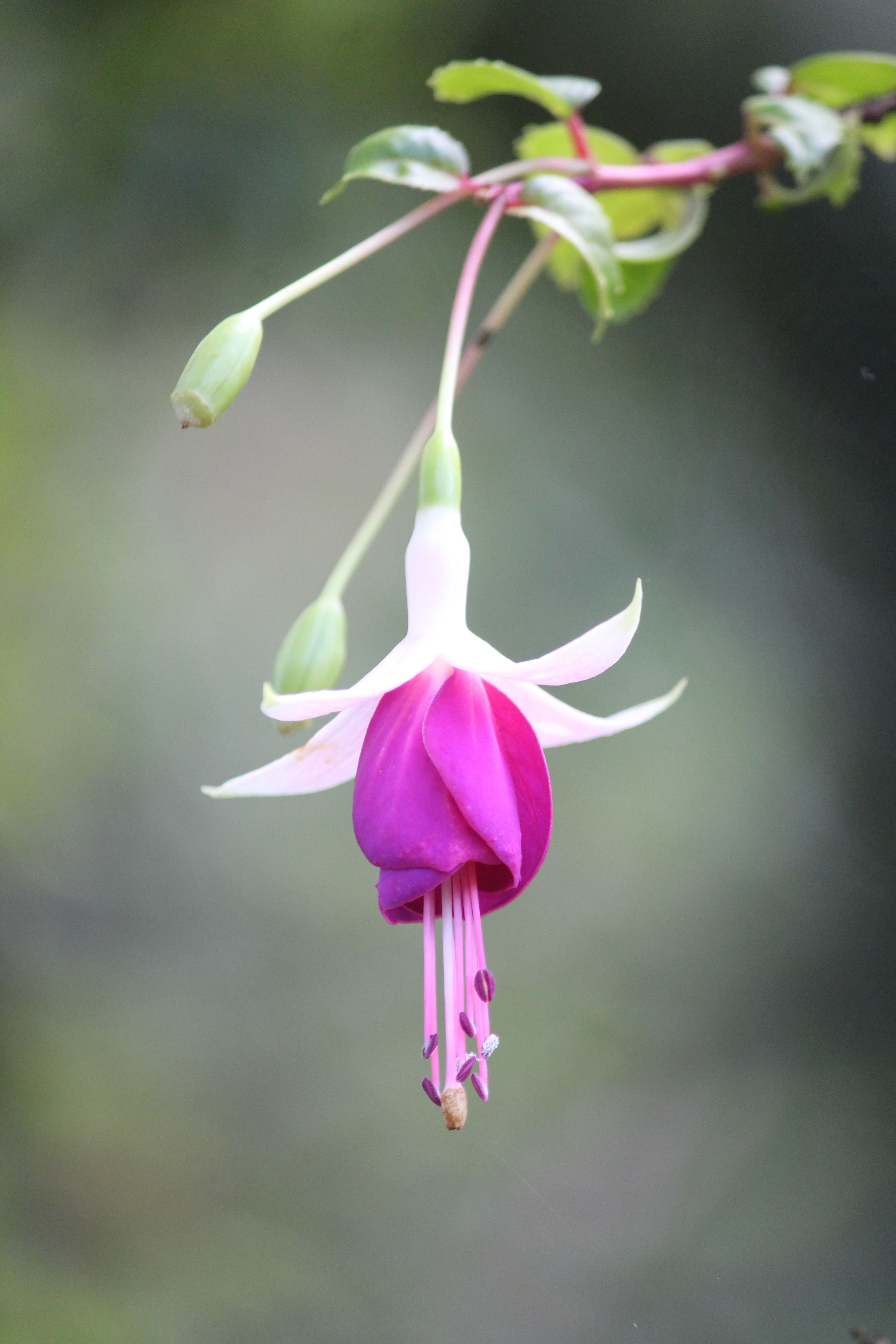Fuchsia Flower in Close-up View · Free Stock Photo